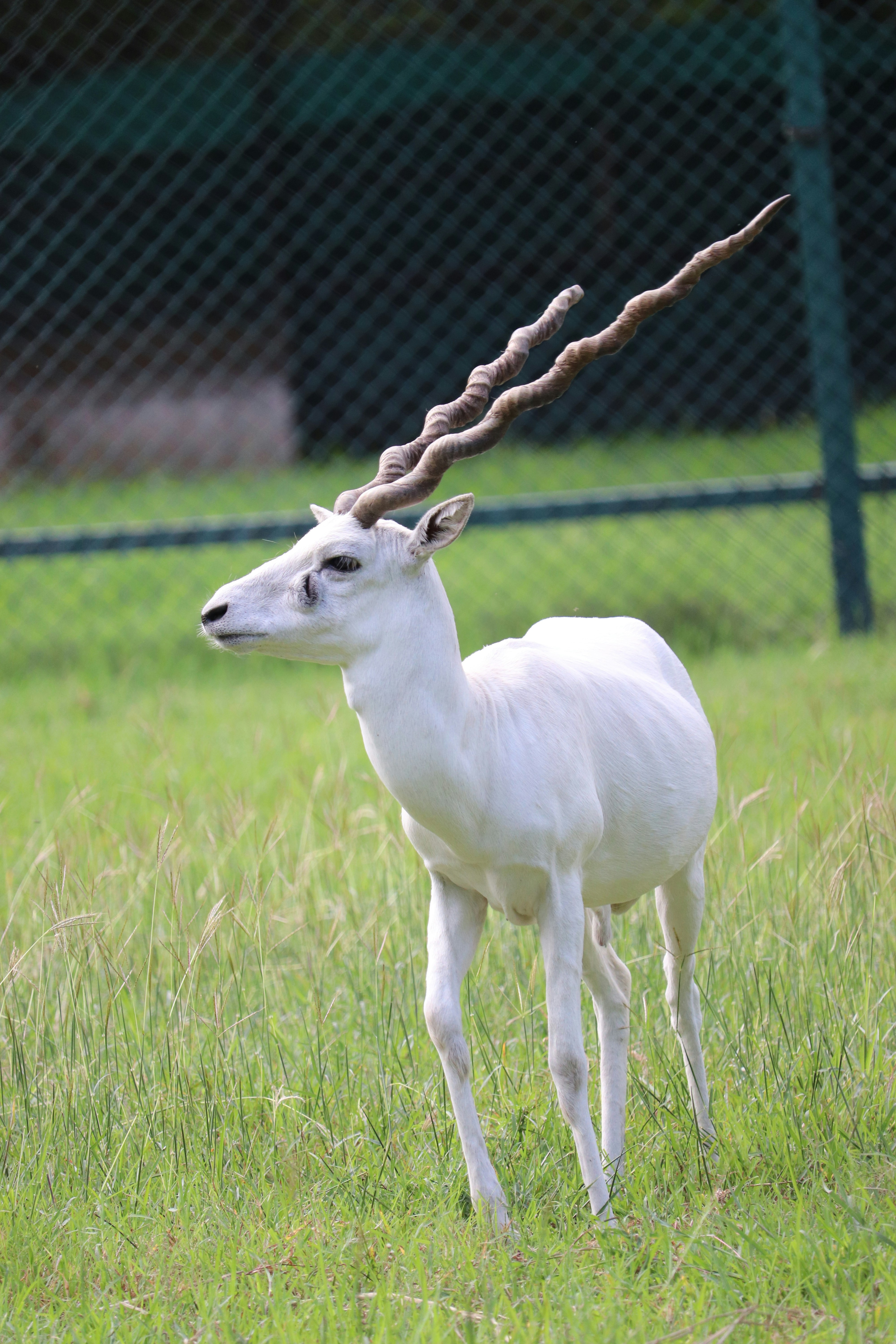 A white antelope with uniquely twisted horns gracefully strides through a verdant field, showcasing its striking features against a blurred background.