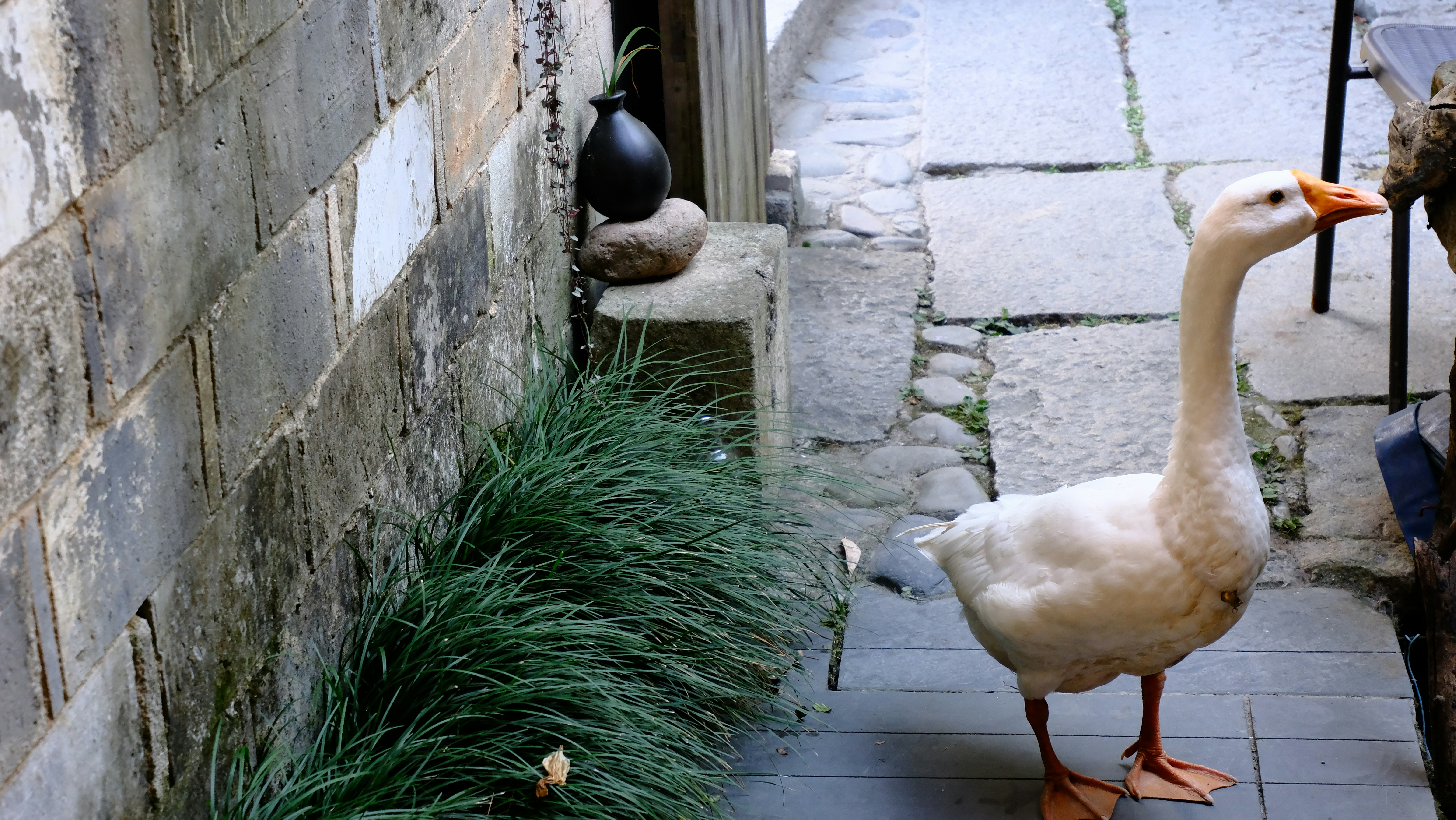 a white goose standing next to a brick wall