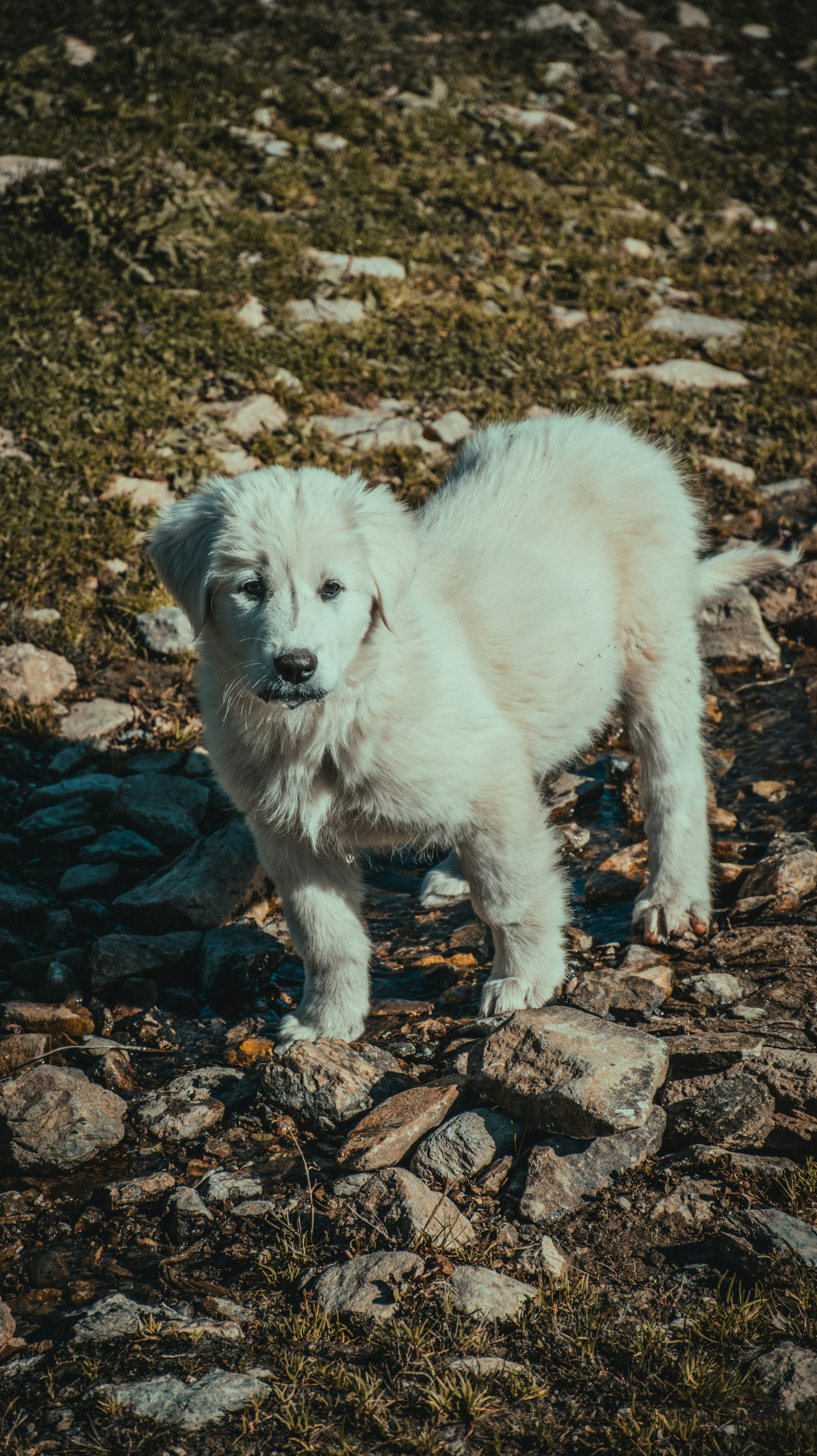 Fluffy White Puppy Stands Boldly on Sunlit Rocks