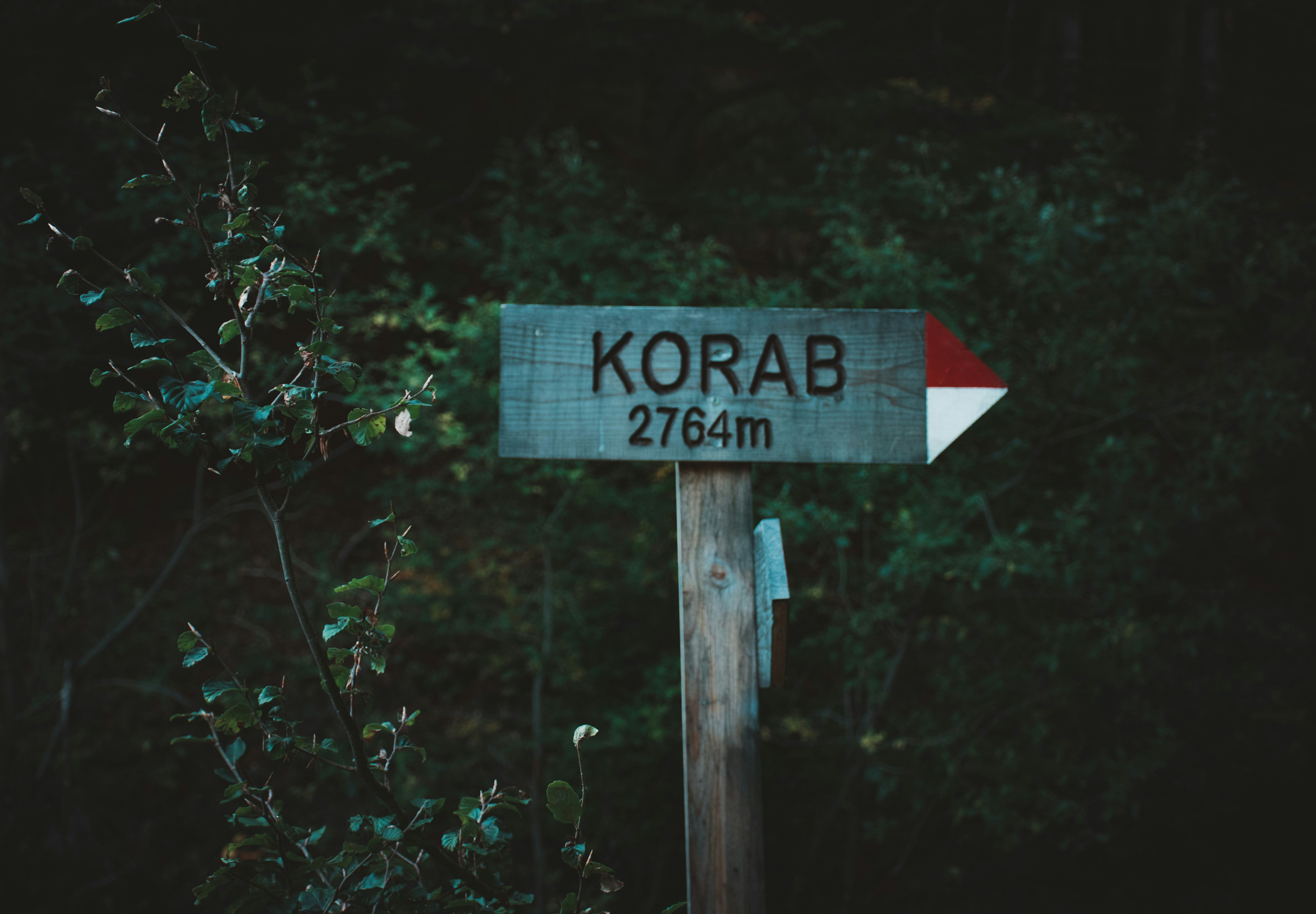 Korab Summit Signpost in a Dusky Forest, 2764m