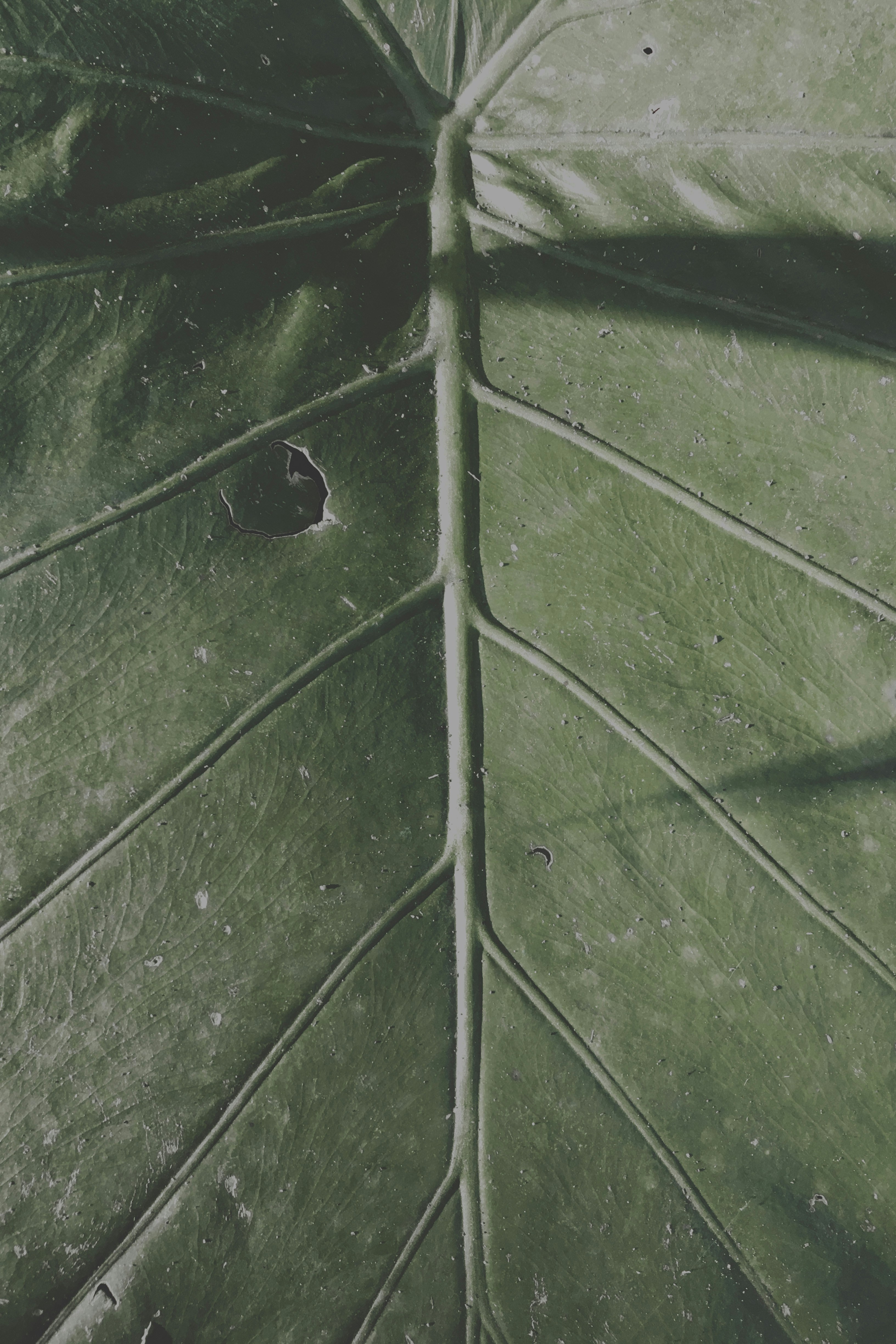 Close-up of a large leaf showcasing its intricate vein structure and natural imperfections. The texture and color highlight the beauty of organic forms.