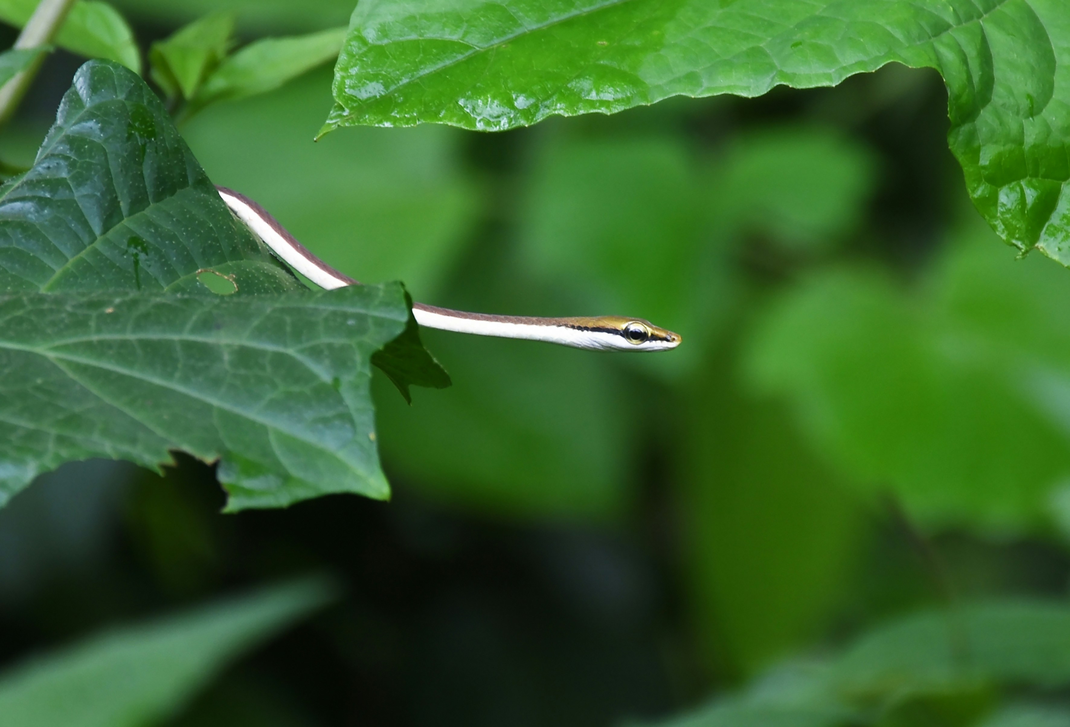 Photo by manju with Nikon D7200