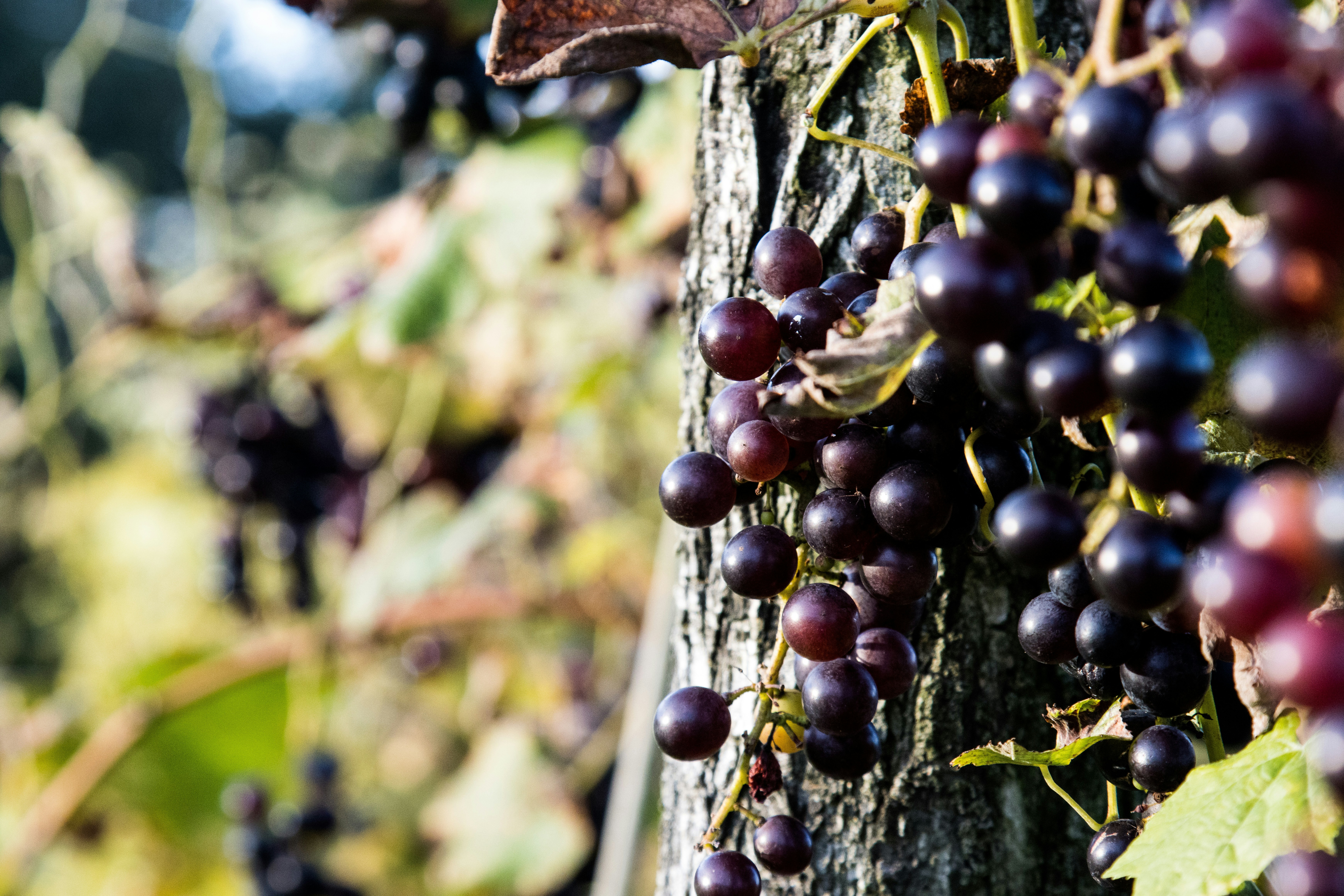 Grapes at the Edge: A Sunlit Macro of Dark Berries Clinging to Weathered Vineyard Bark