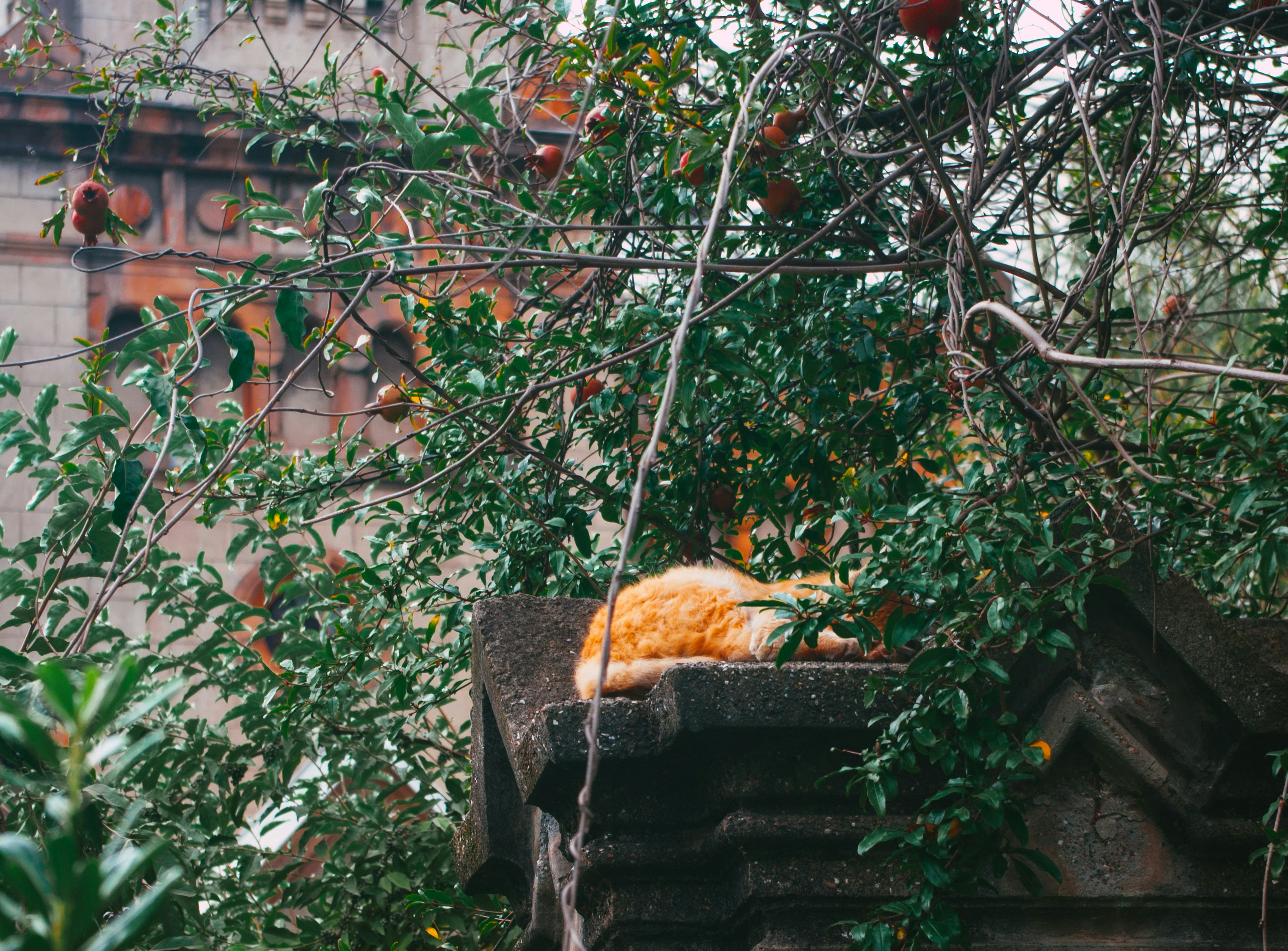 an orange cat laying on top of a cement structure