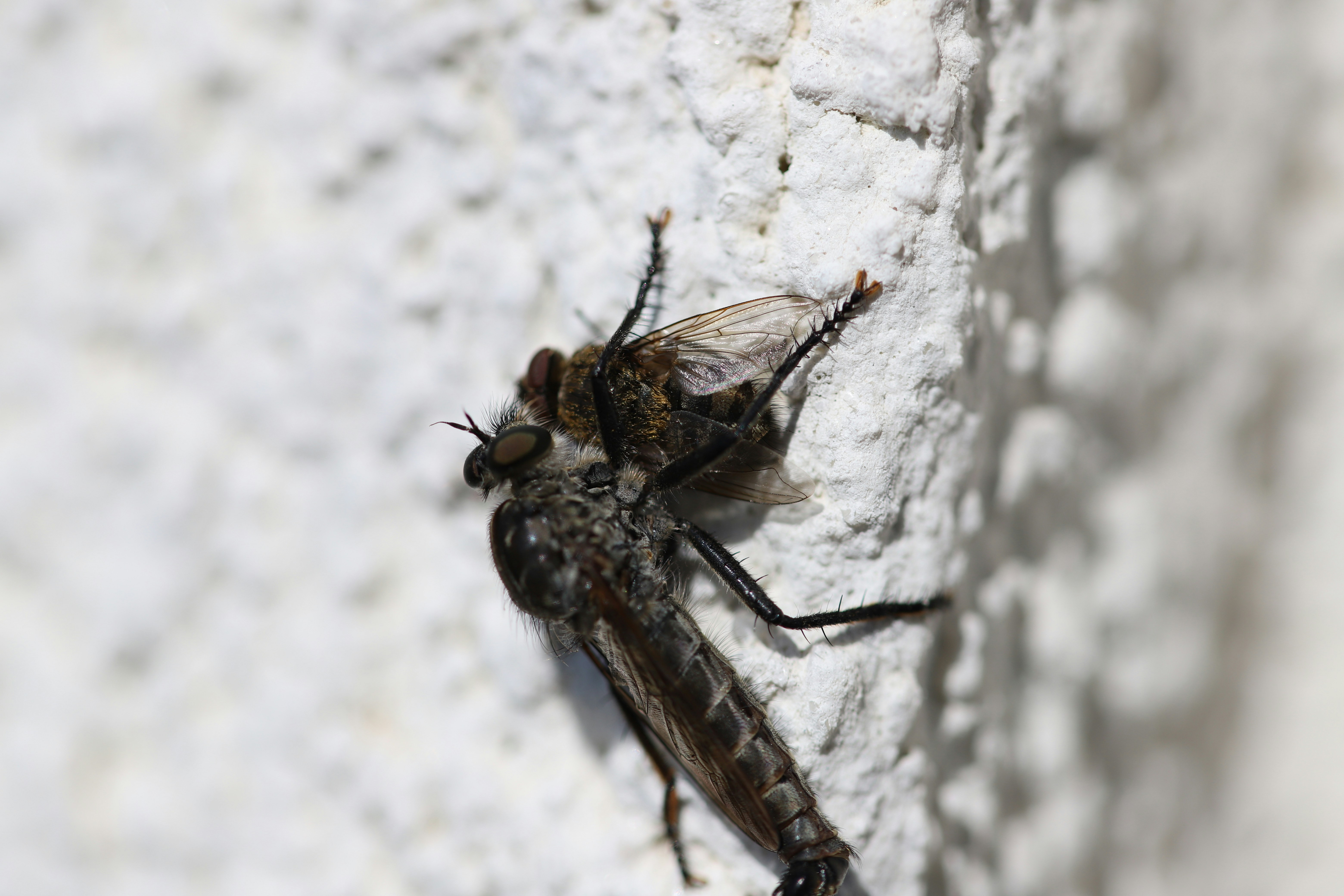 A close up of a fly on a wall photo – Free Grey Image on Unsplash