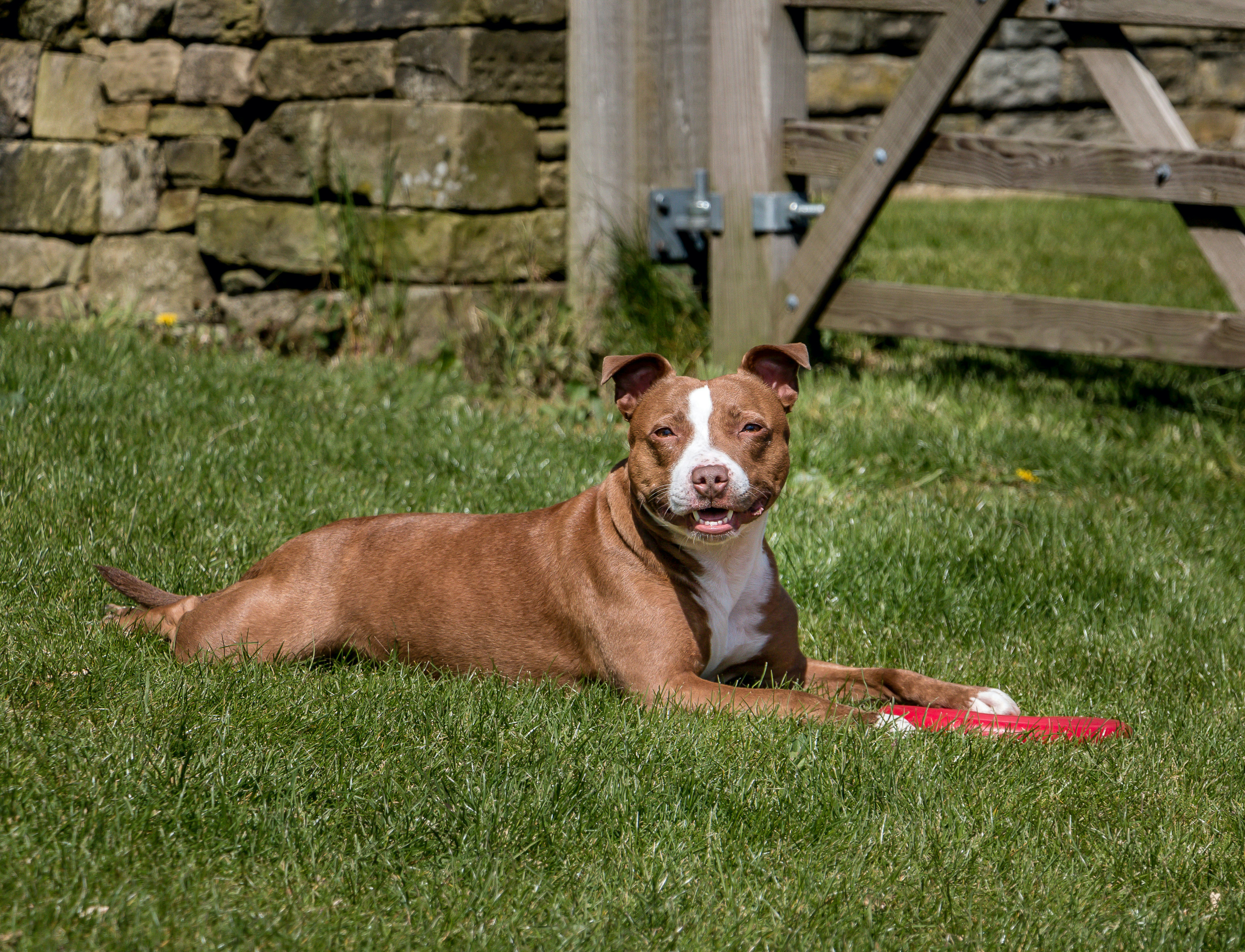 Brown and white dog lounging on green grass with a red toy near a stone wall and wooden gate.