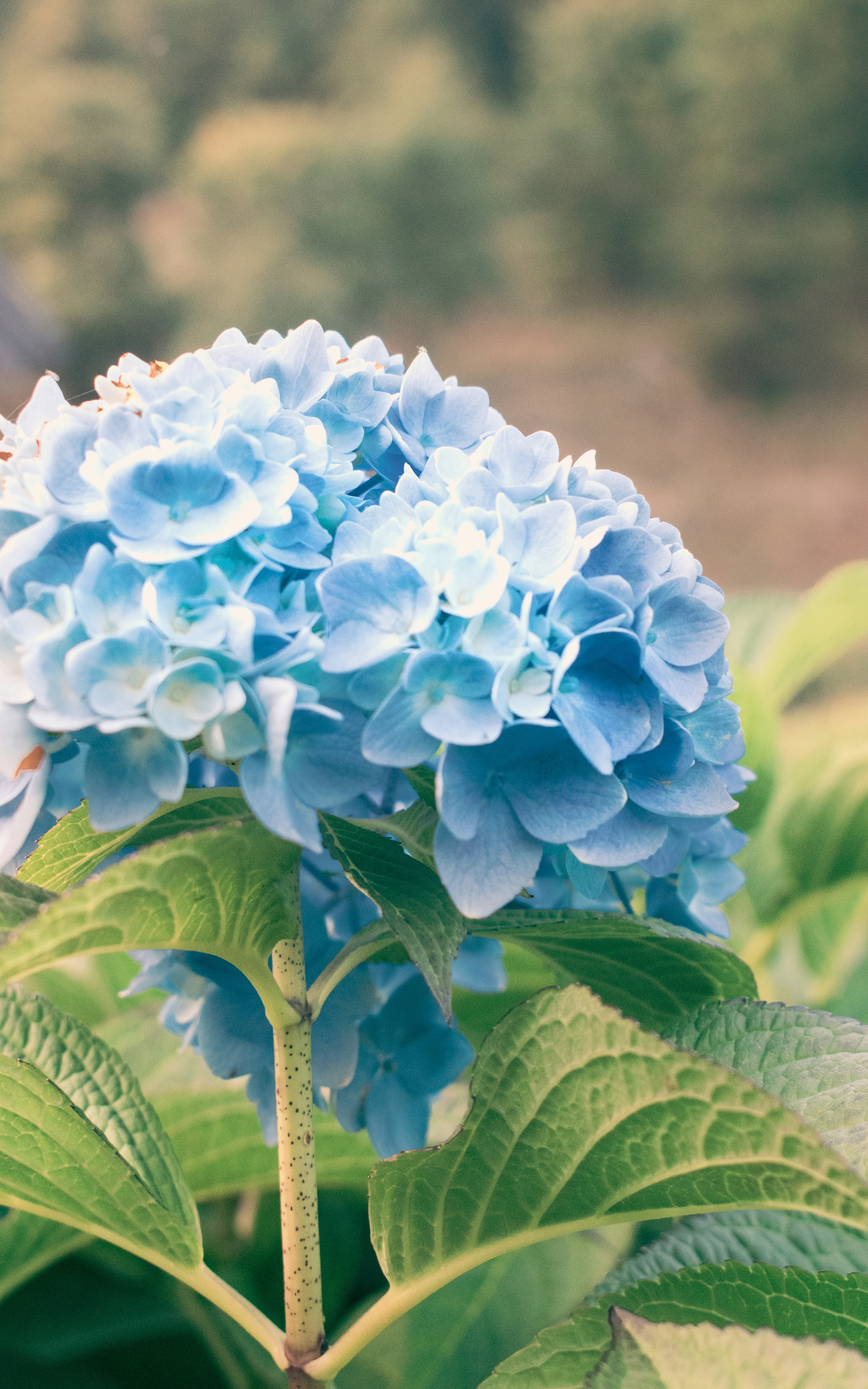 Cerulean Hydrangea Portrait in a Soft-Focus Garden