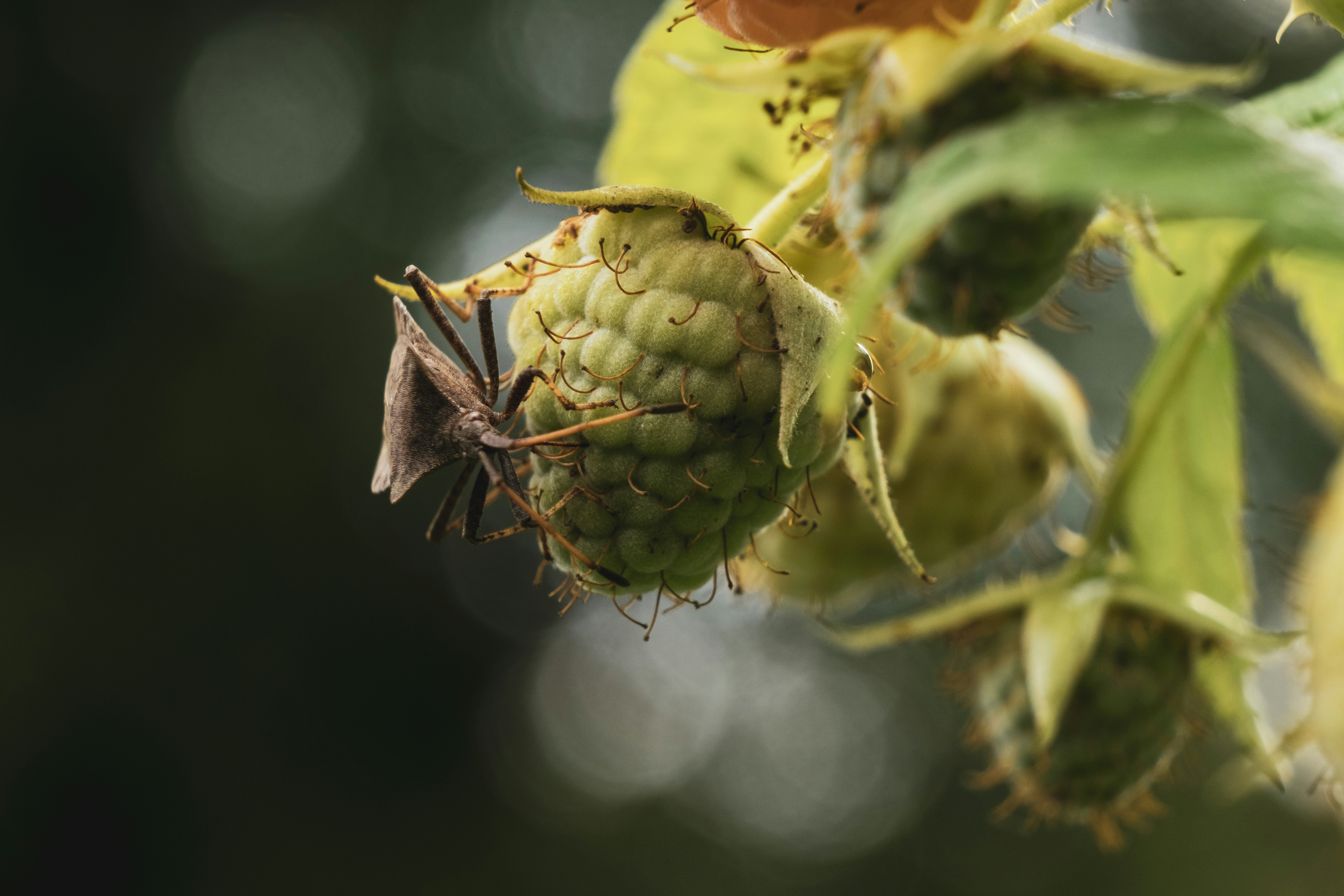 Emerald Seed Pod in Soft Focus: a sunlit branch portrait
