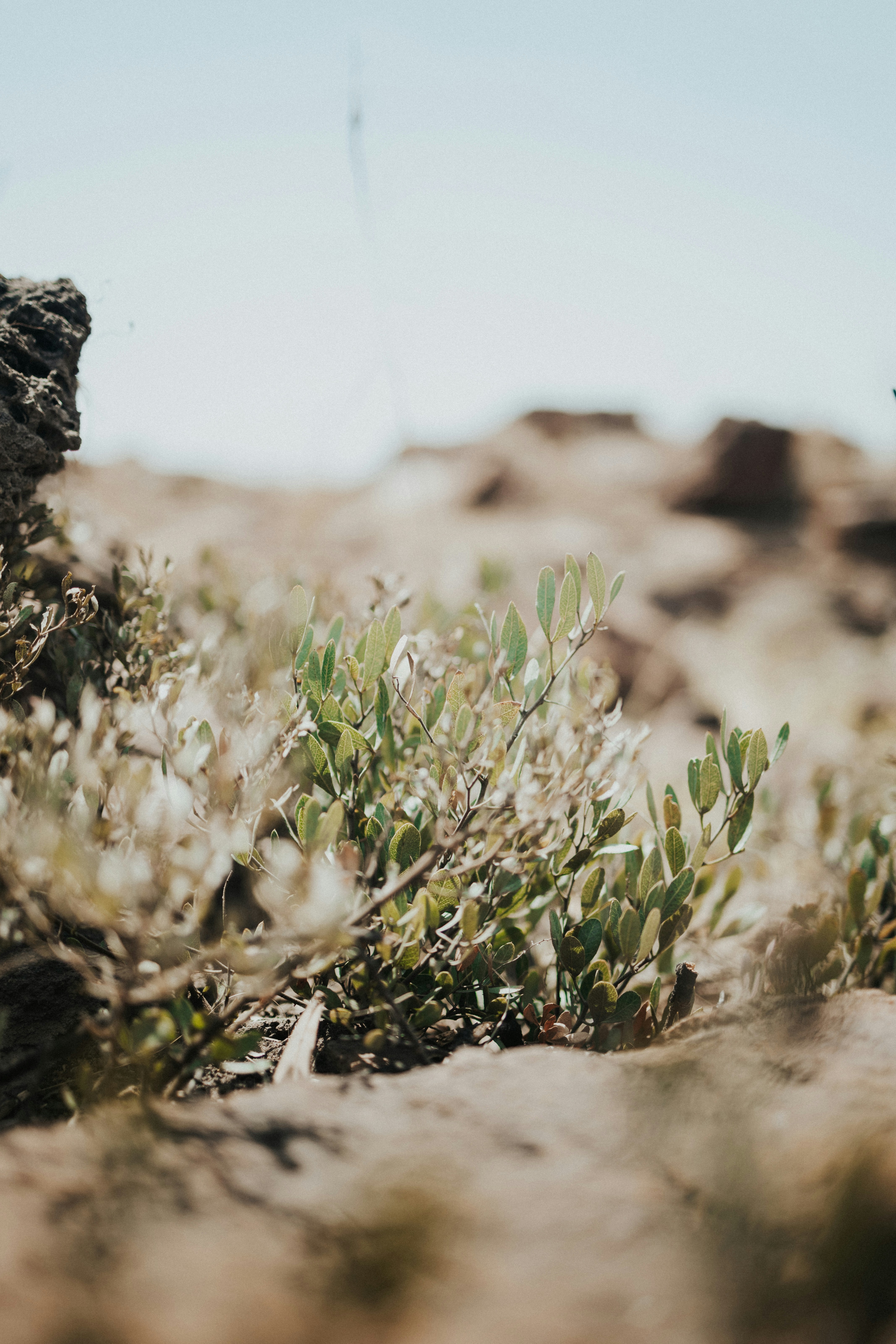 Desert Flora in Focus: Quiet Resilience at Distant Horizon