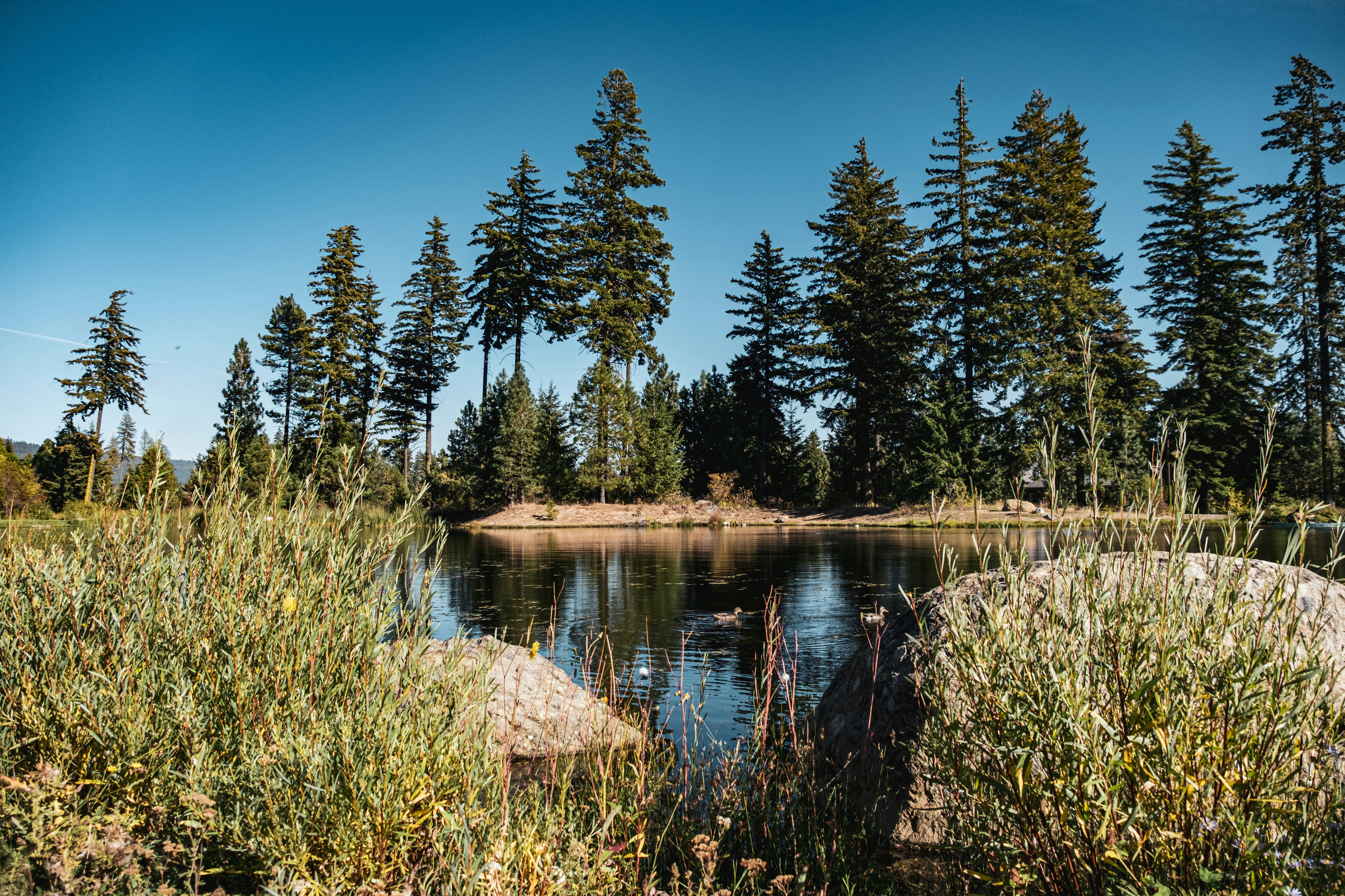 A body of water surrounded by lots of trees photo – Free Suncadia trail ...