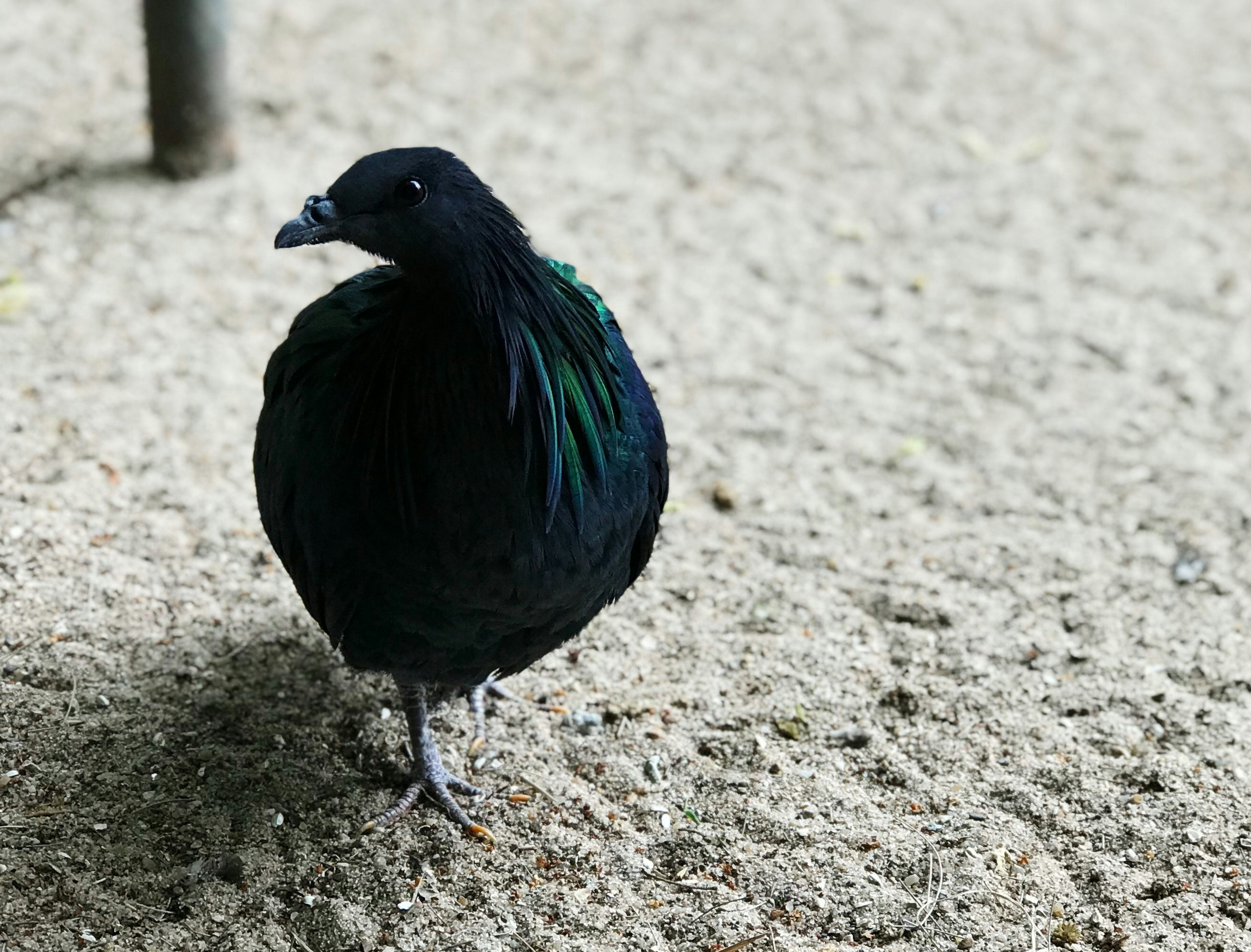 Black Grouse by the Sand: A Boldly Feathery Moment