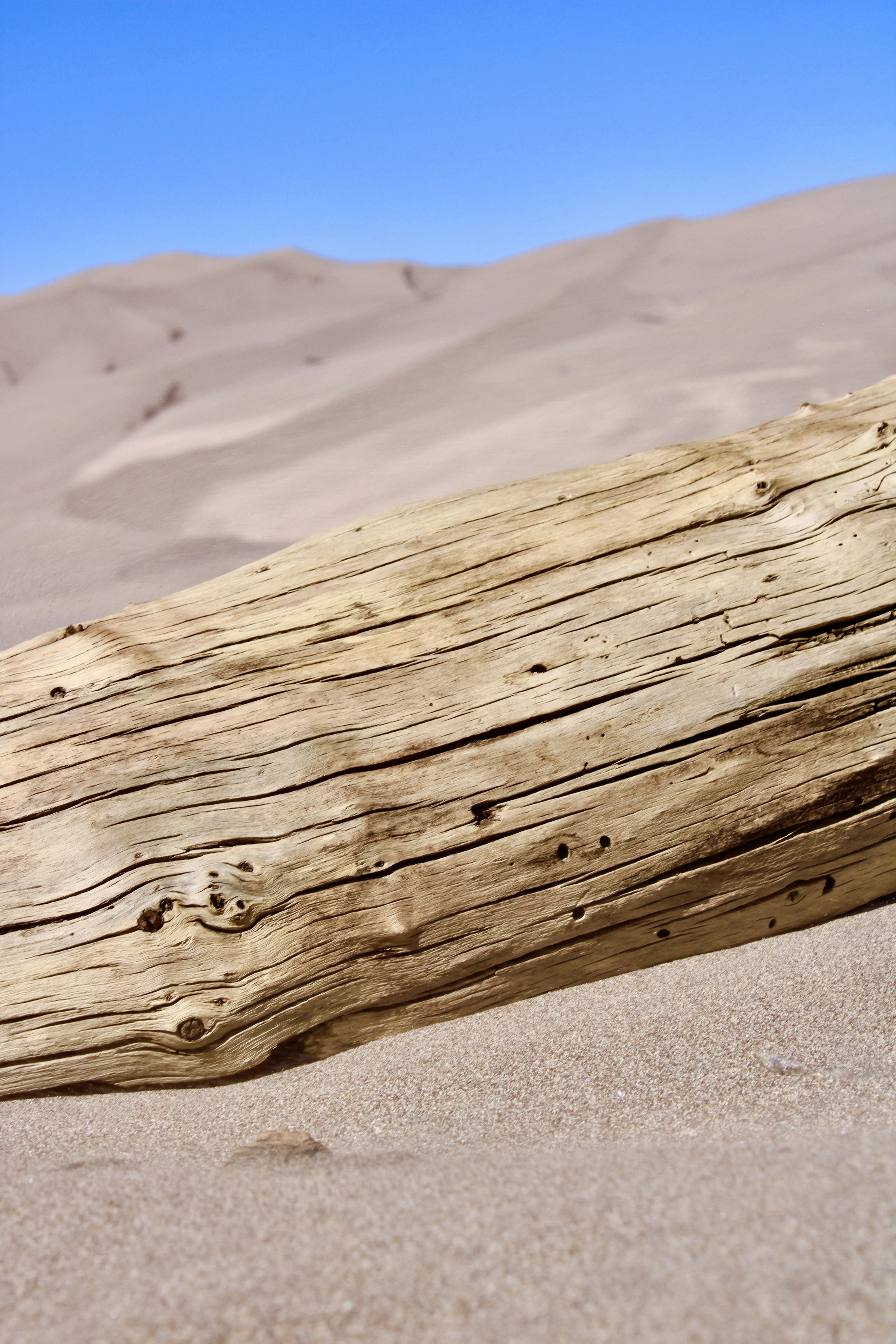 a piece of wood that is laying in the sand