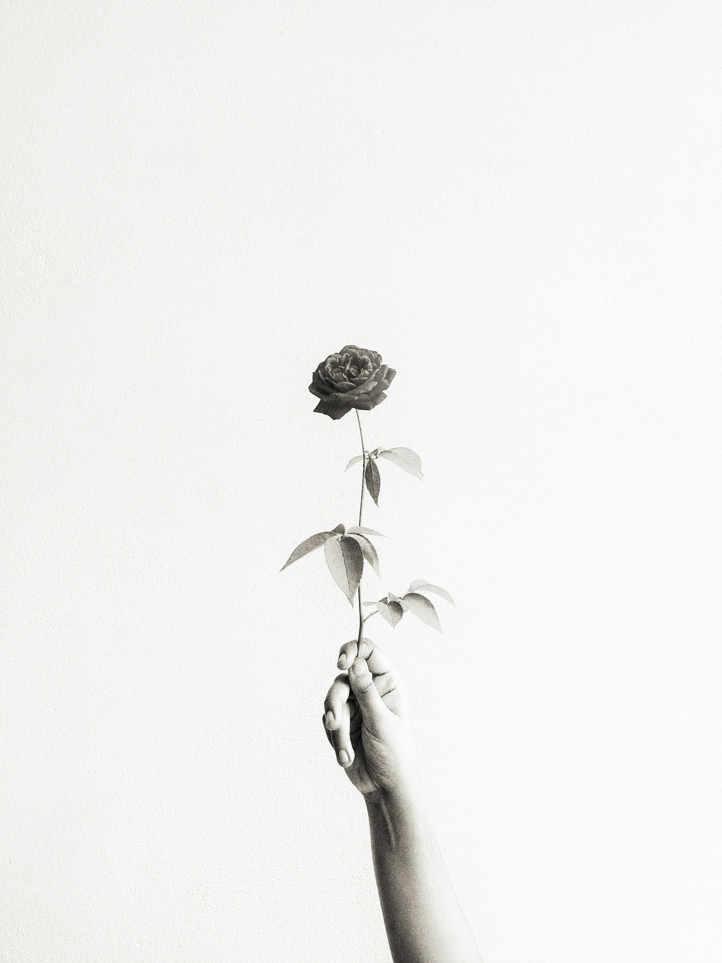 Tumblr Black Roses Photography