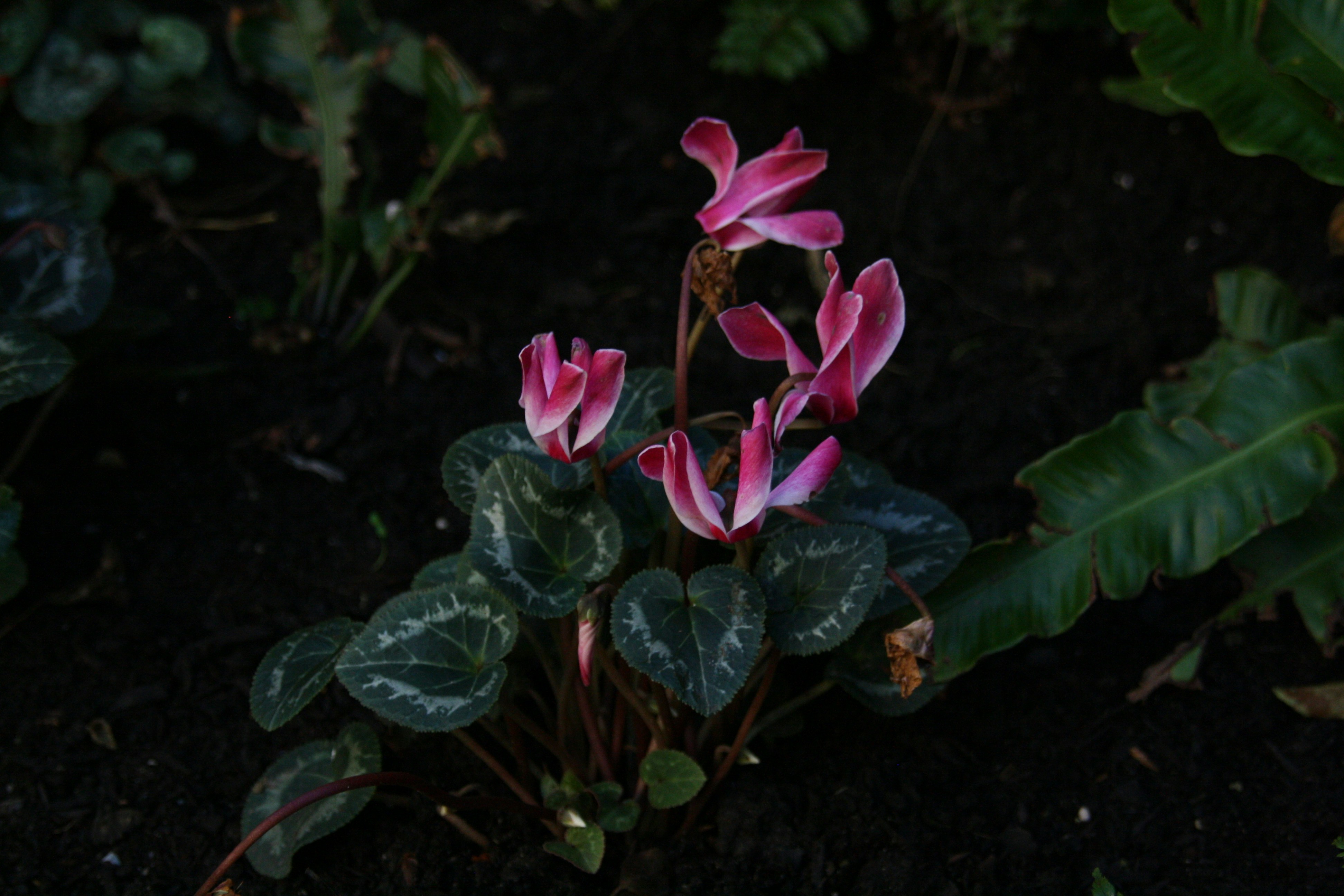Whispers of Elegance: The Cyclamen Bloom
