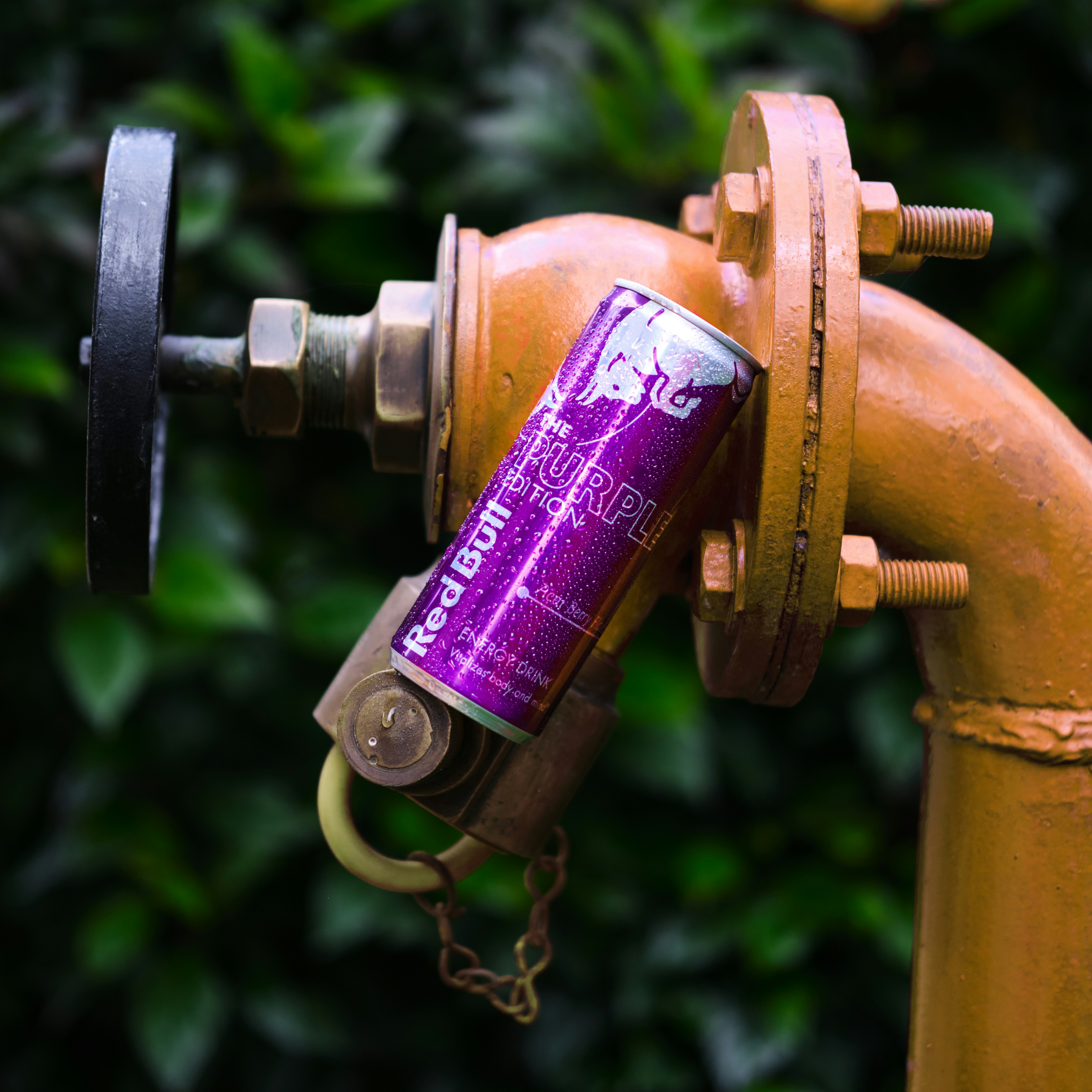 Purple Edition Clash: Red Bull on a Weathered Hydrant