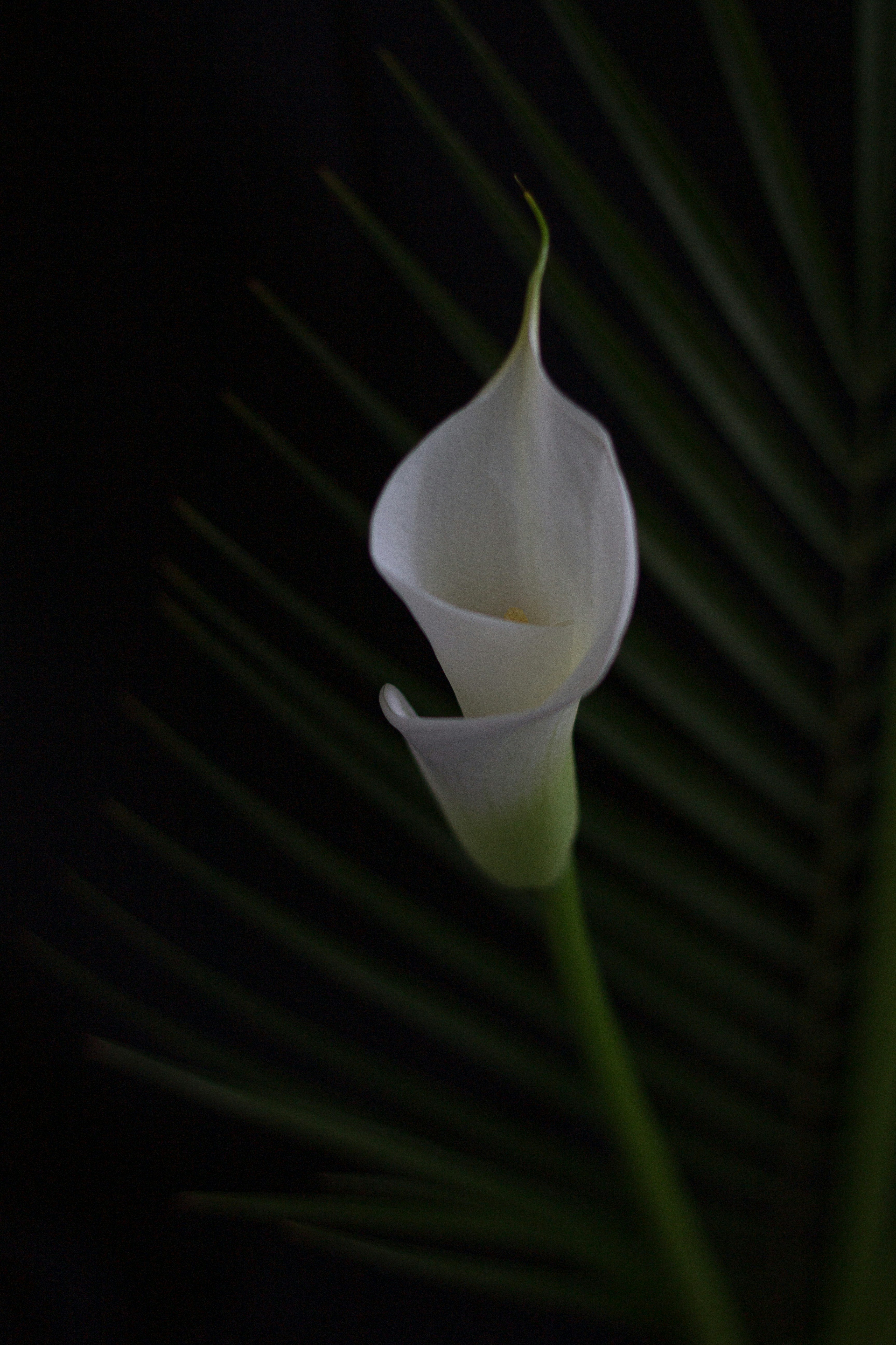 Calla in Velvet Night: a solitary bloom unfurls in velvet shadows