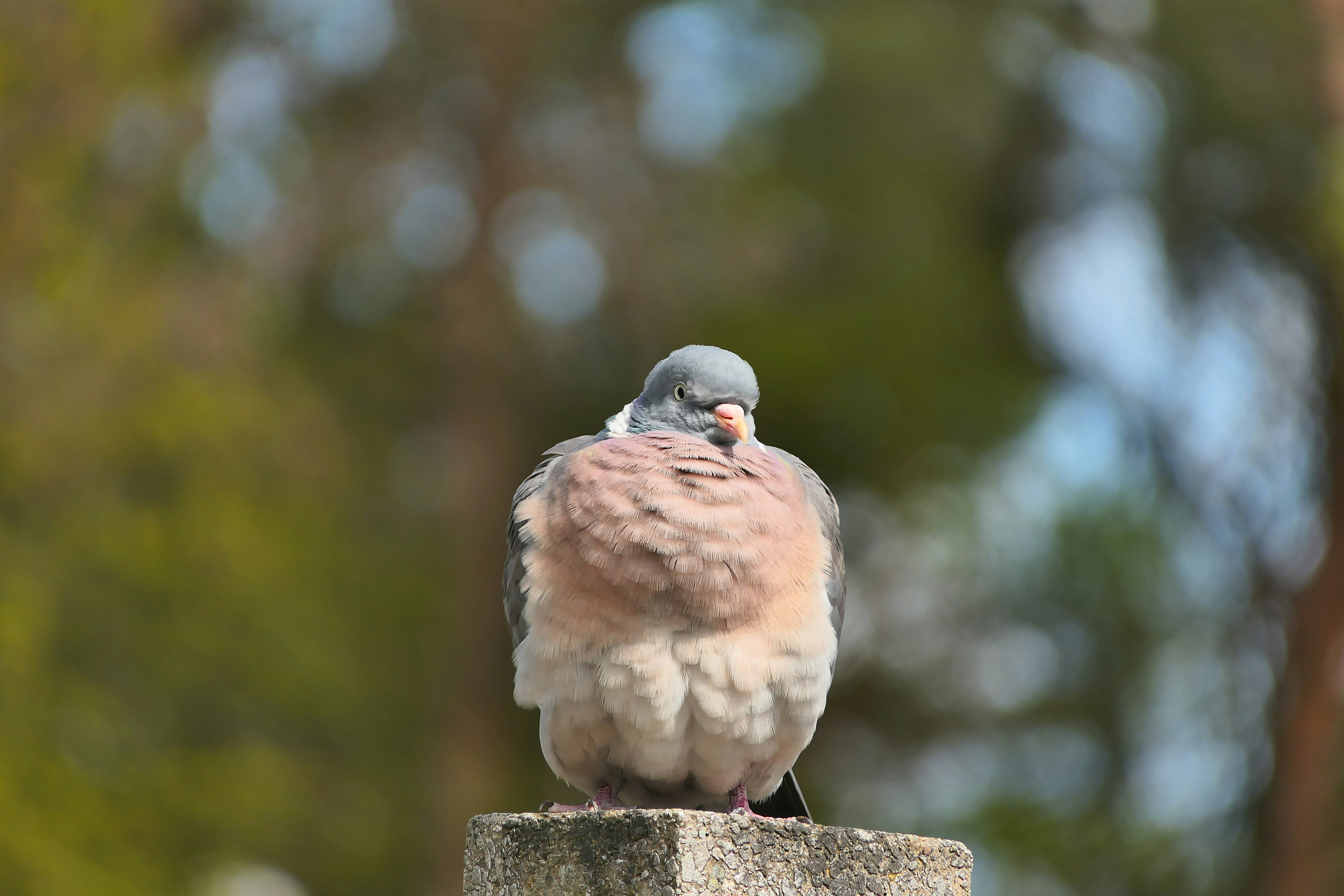 Close-up photograph of a plump pigeon perched on a weathered concrete pillar, with a softly blurred natural background.