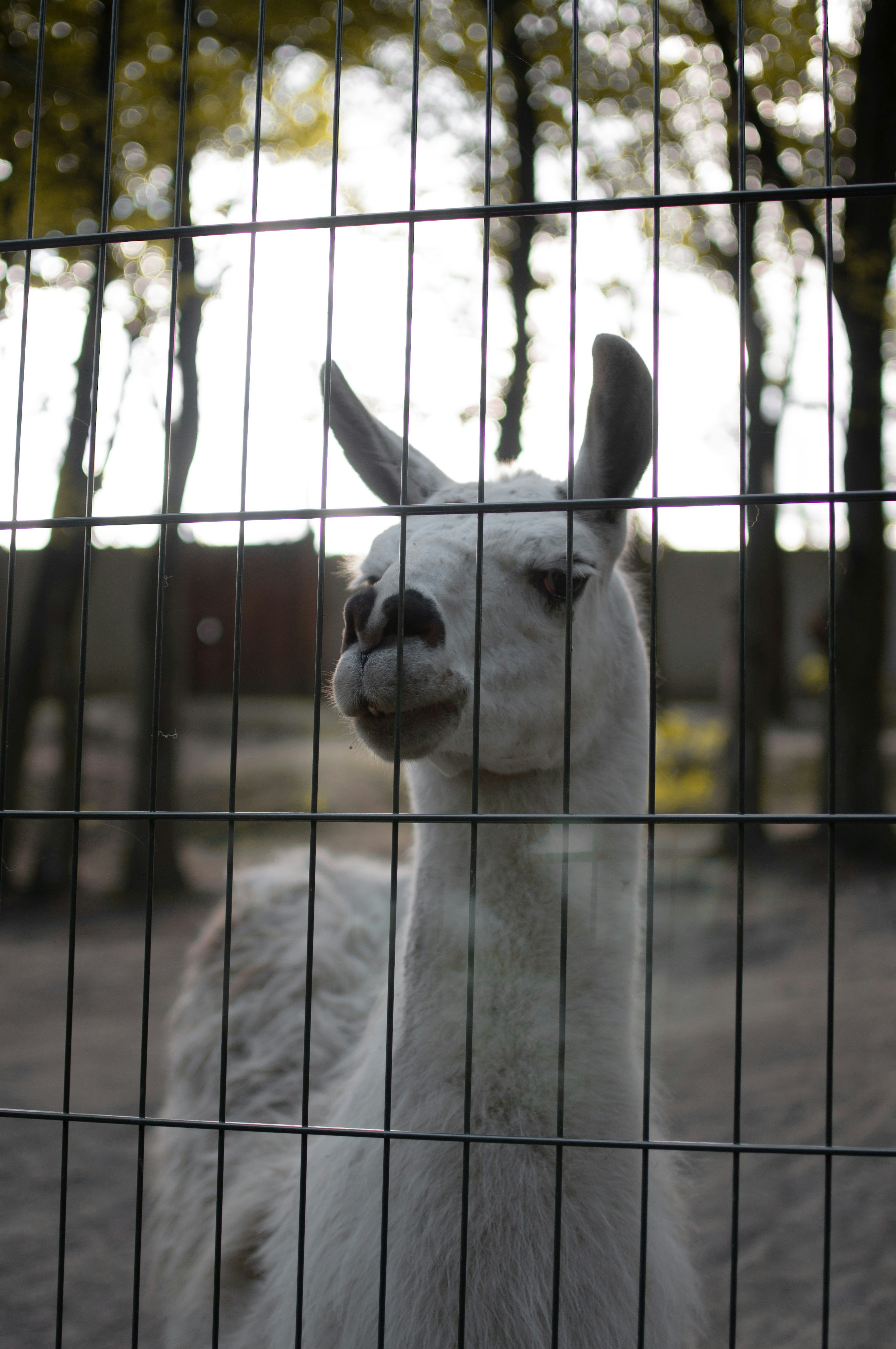 A white llama curiously peering through a wire fence, surrounded by softly lit trees in the background.