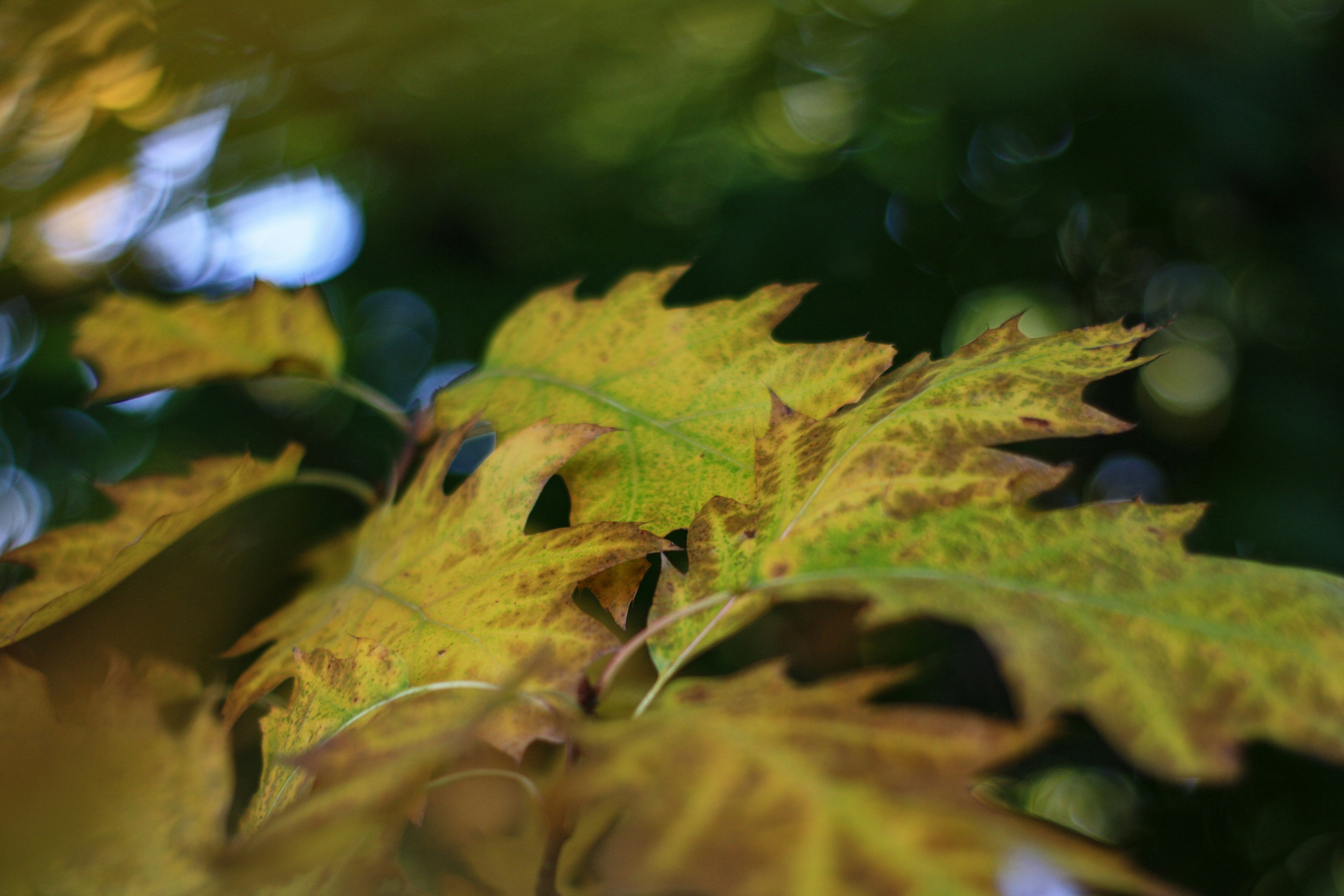 A close up of a leaf on a tree photo – Free Poland Image on Unsplash