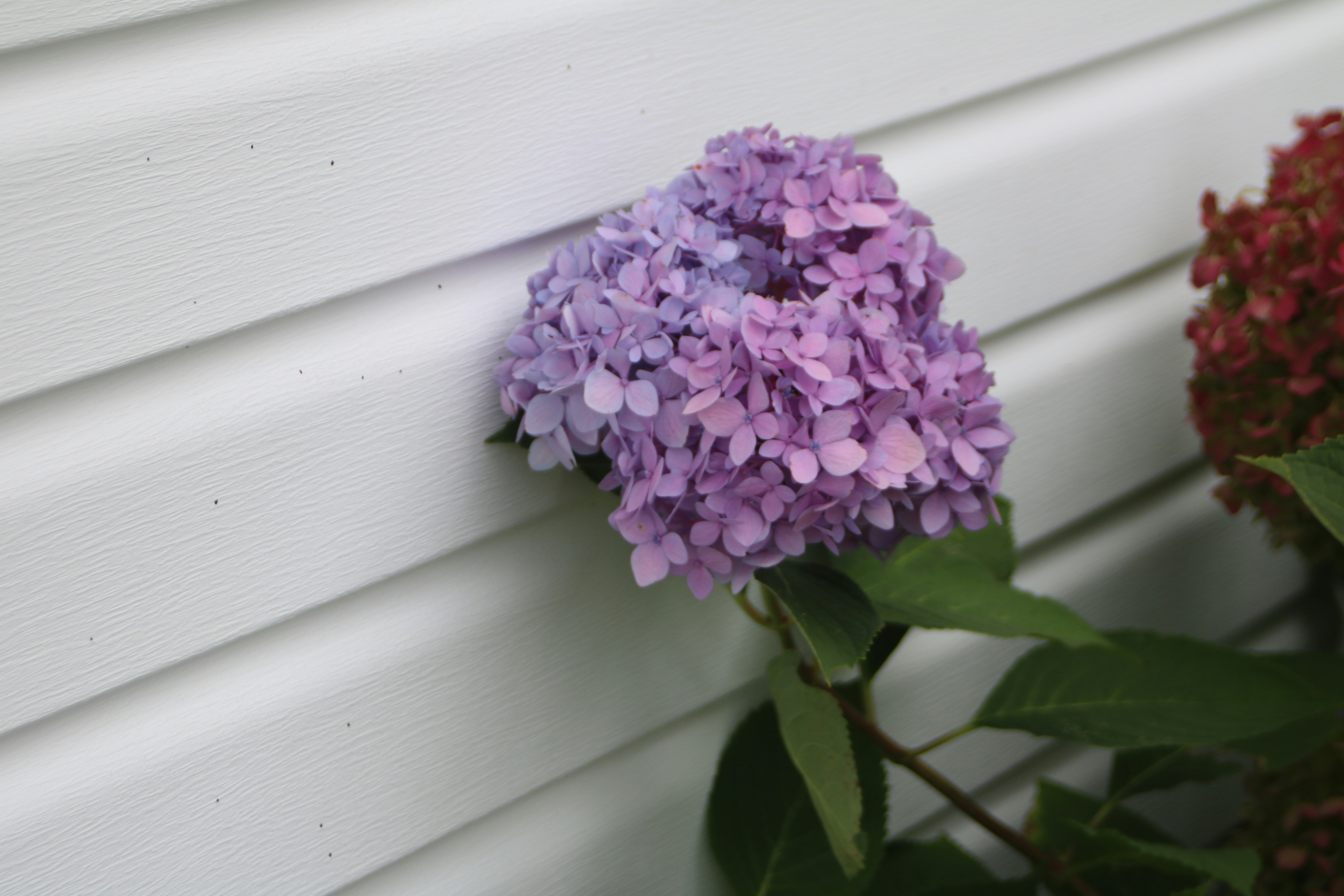 purple hydrangeas