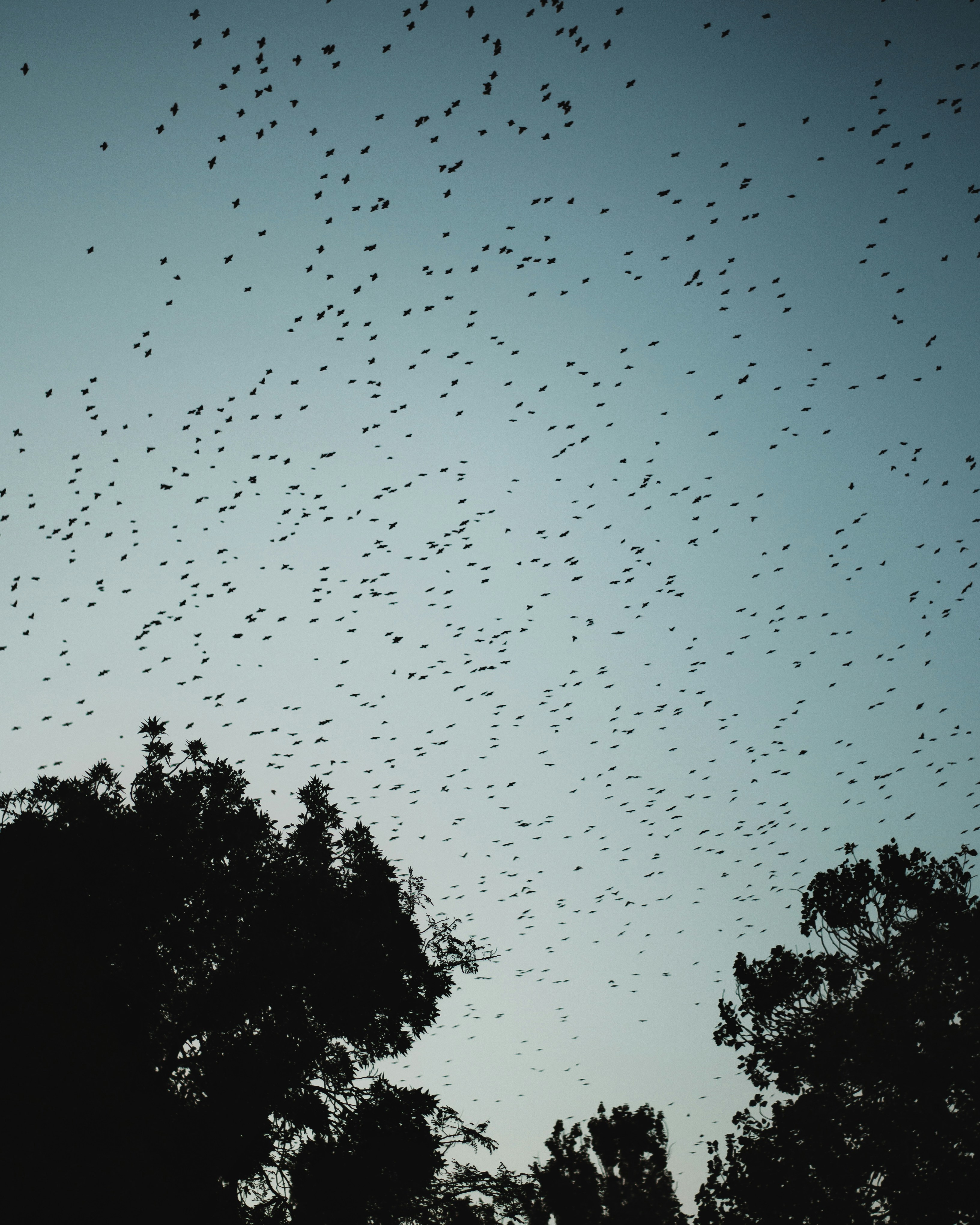 Une volée d’oiseaux survolant une forêt photo – Photo Tabris Gratuite ...