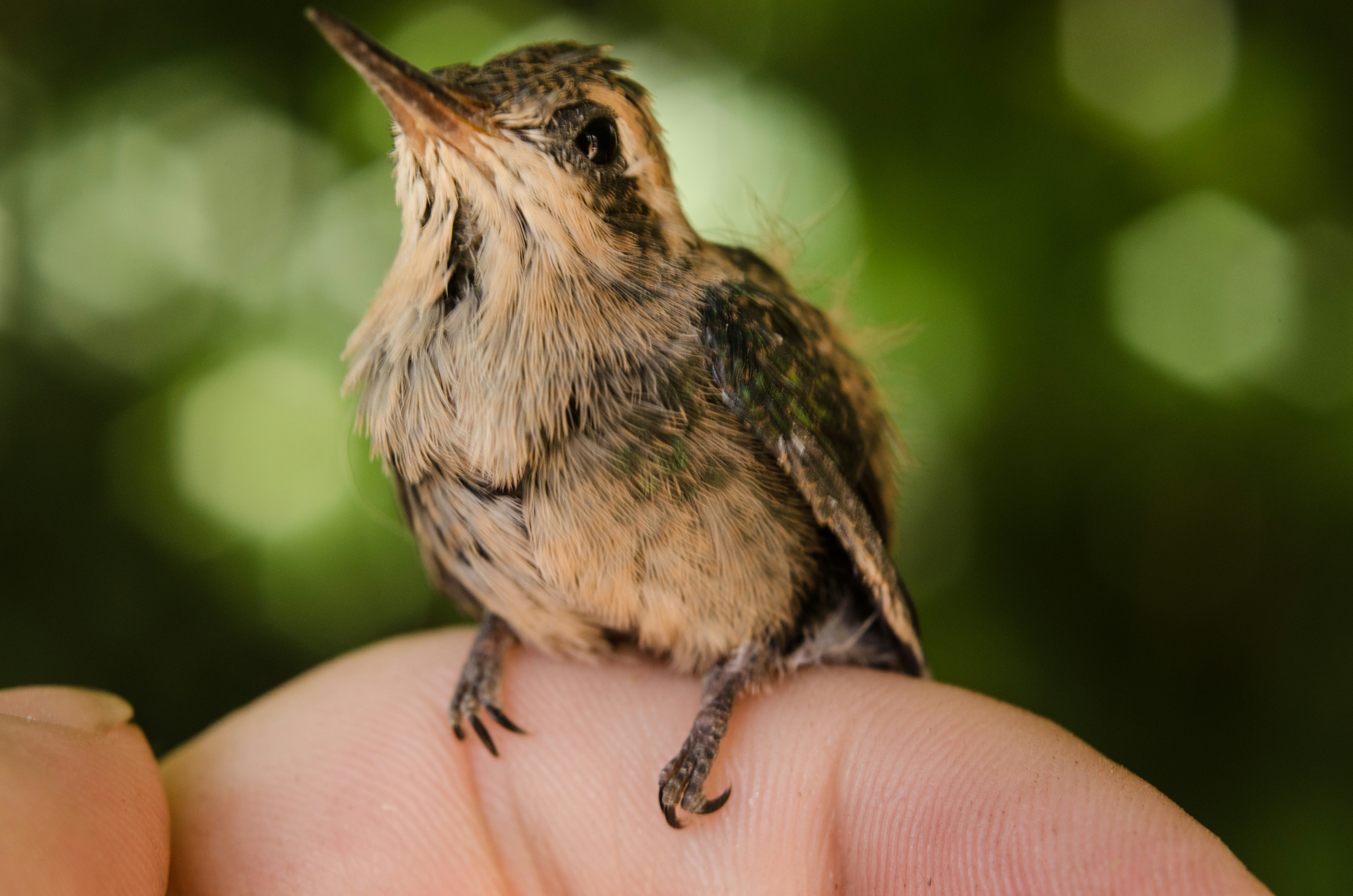 Tiny perched wonder: a finger-habituated hatchling with a curious gaze