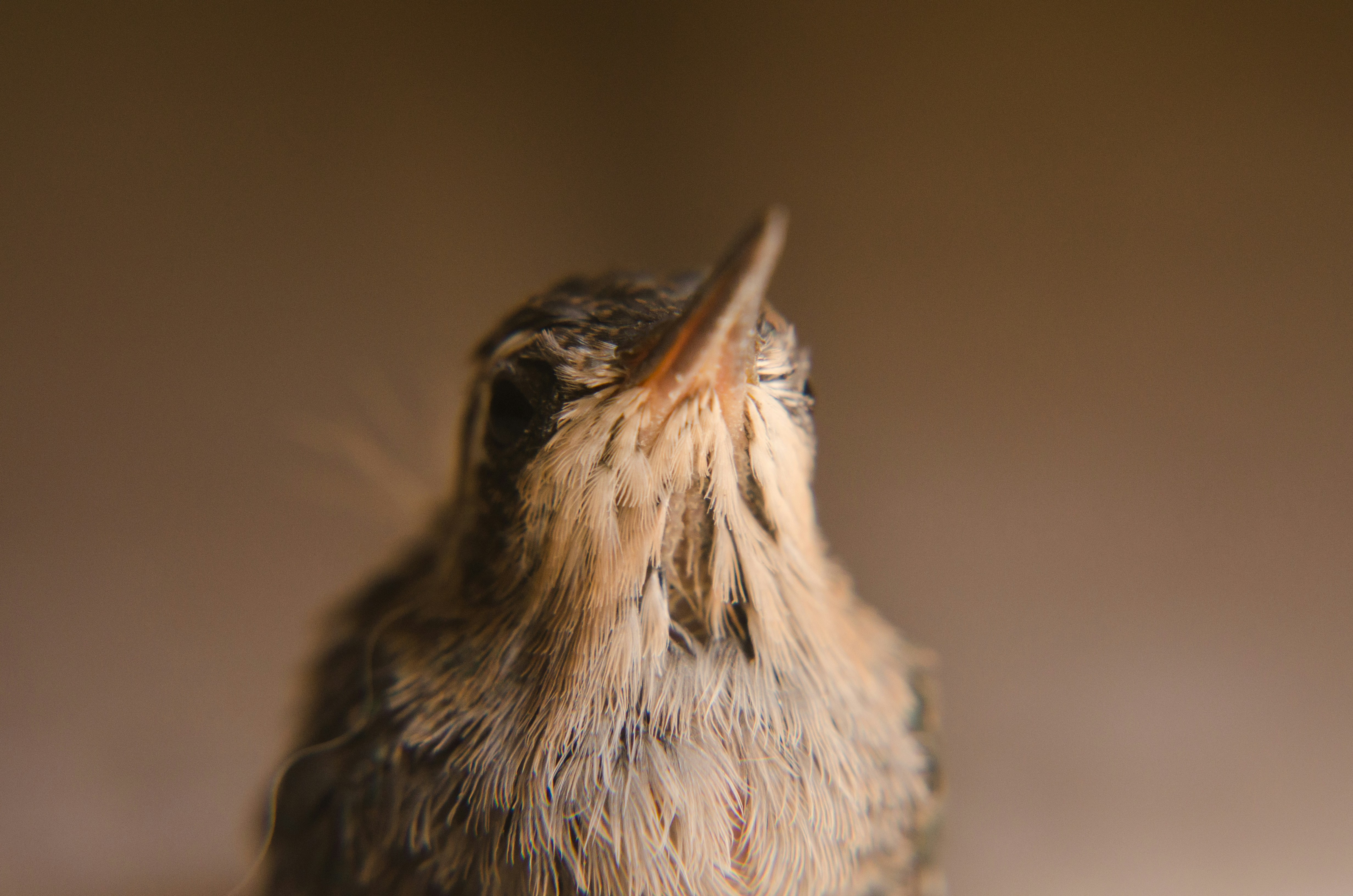 Beak to the Sky: A Downy Fledgling in Soft Dawn Light