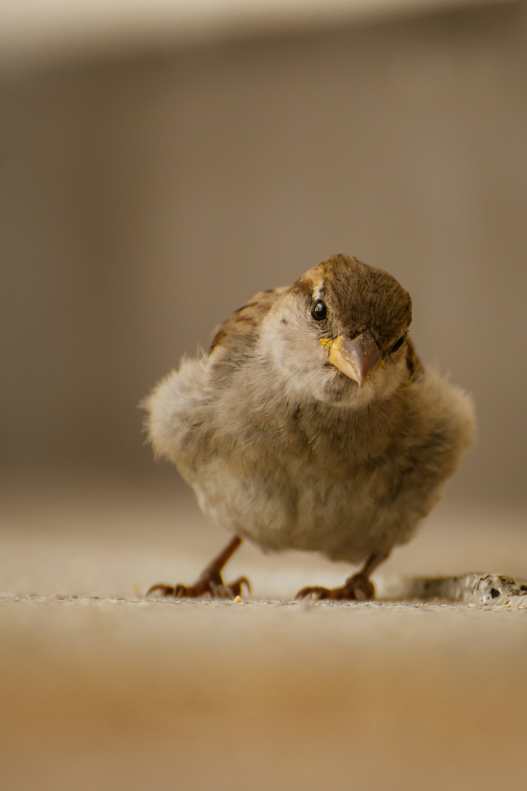Small Bird Looking At Shot Of A Small Sparrow Like Bird