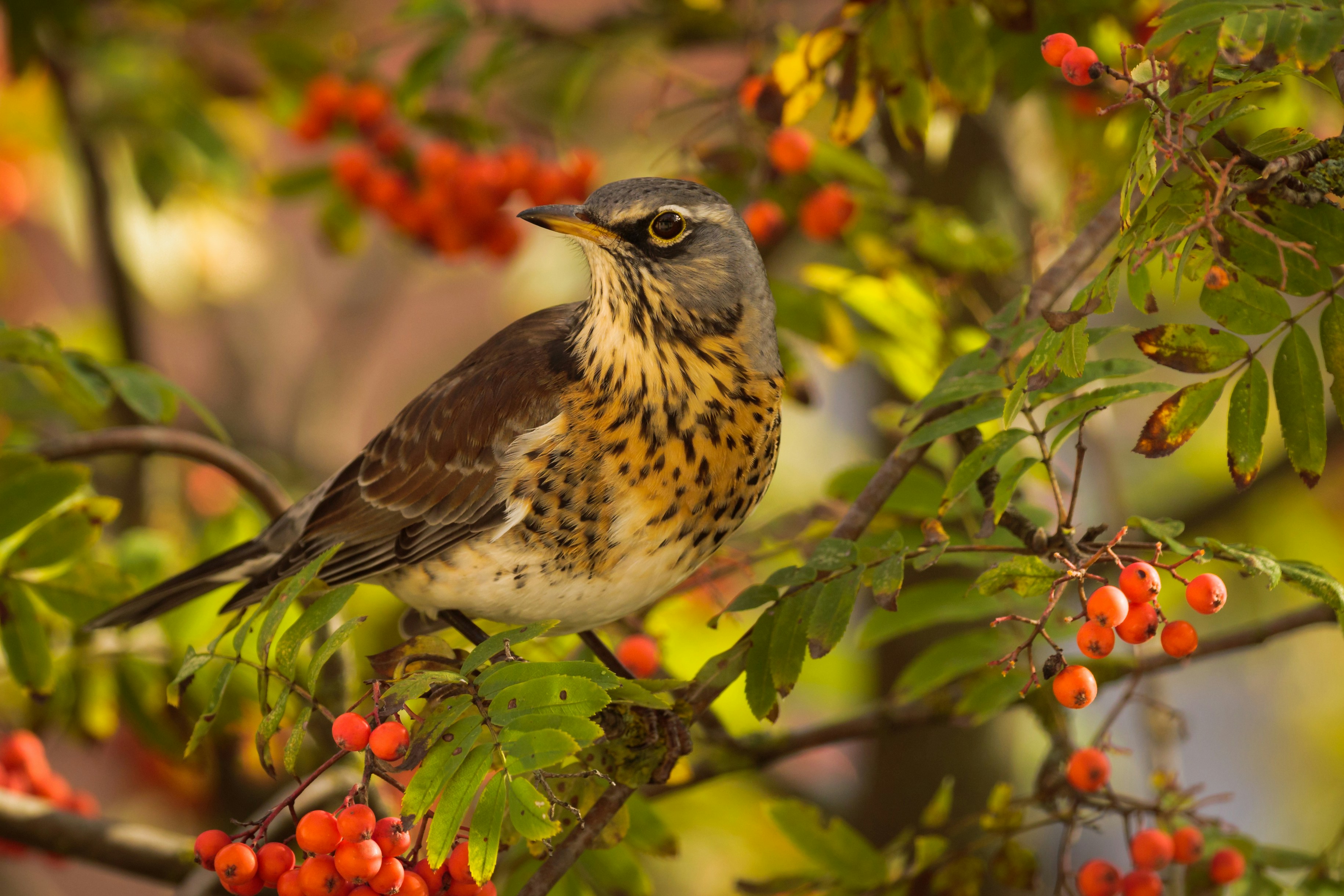 Un oiseau assis sur une branche d’arbre avec des baies photo – Photo ...