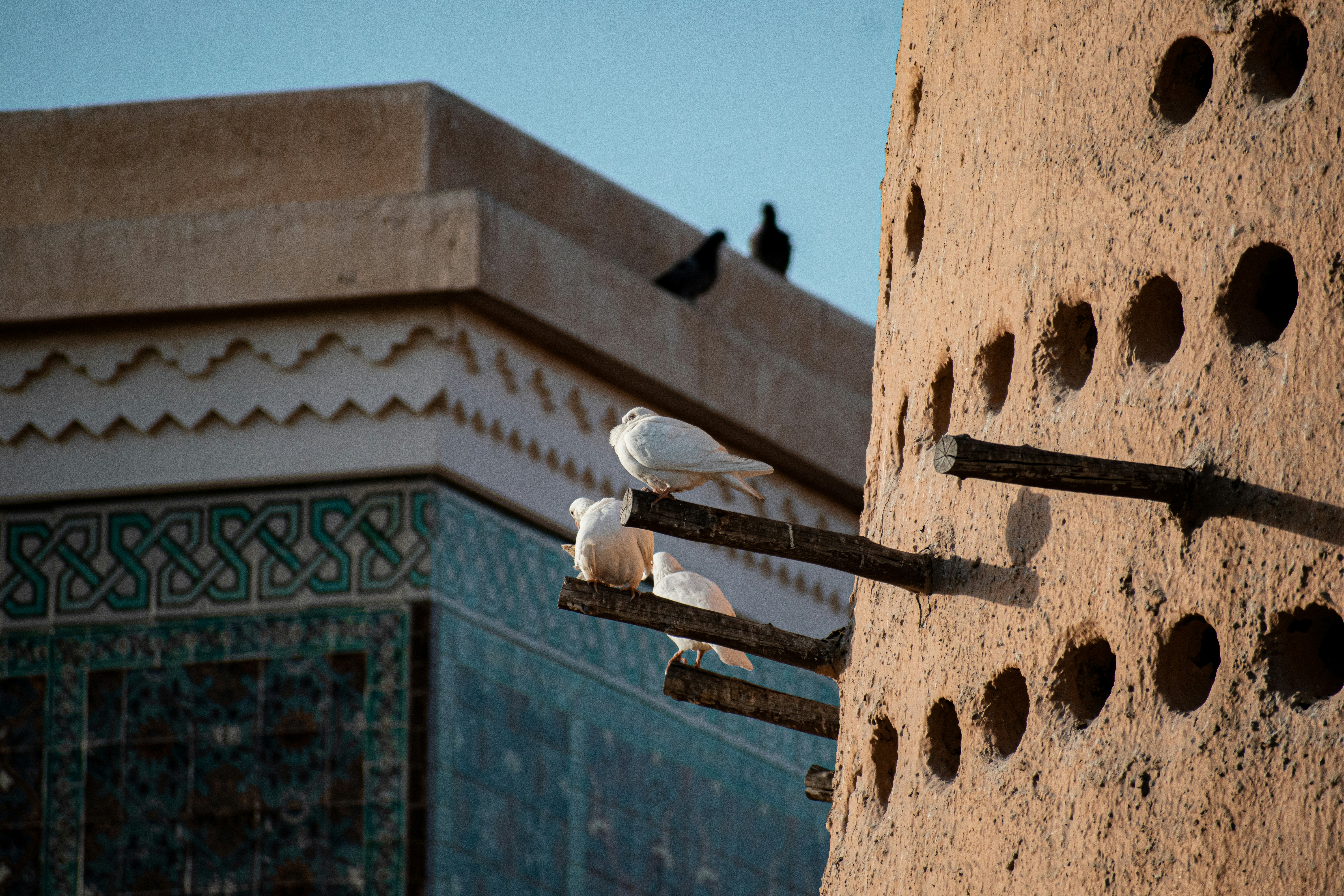 Three white birds resting on wooden beams of an ancient structure, with a patterned building in the background. The scene captures a blend of nature and architecture.