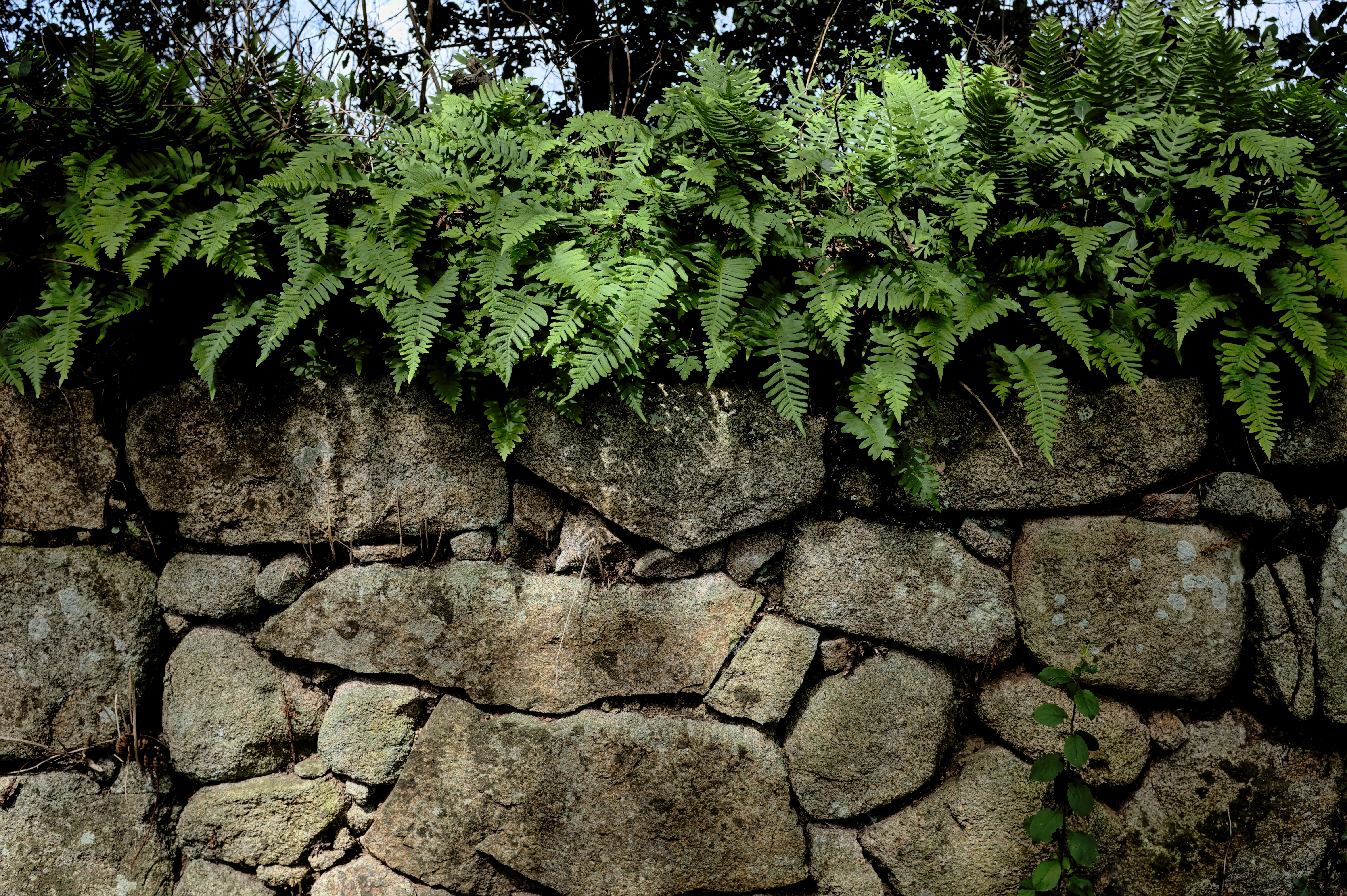 Vibrant ferns cascade over a weathered stone wall, blending nature with rustic architecture.
