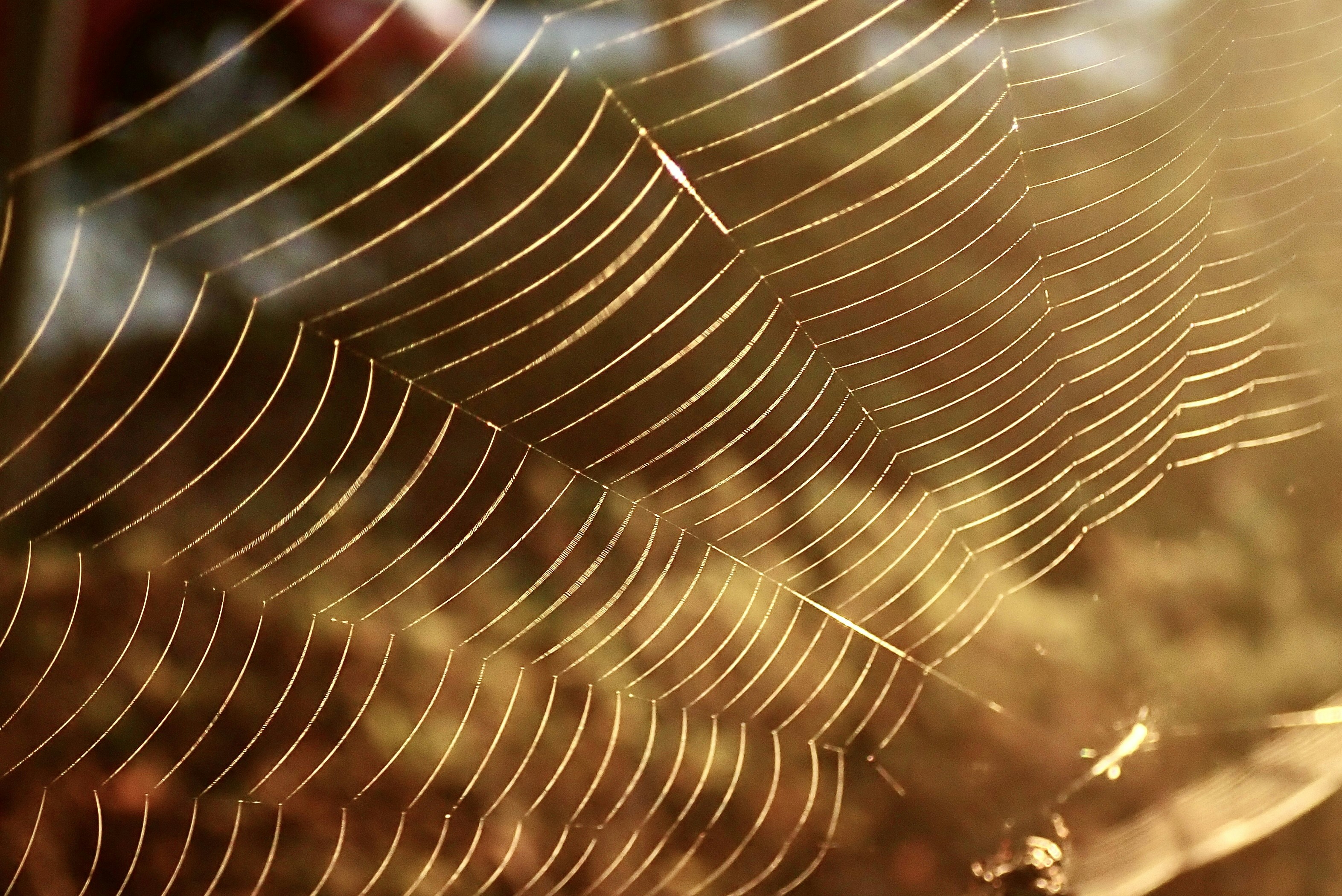 Golden Webs: A Spider’s Lantern of Light