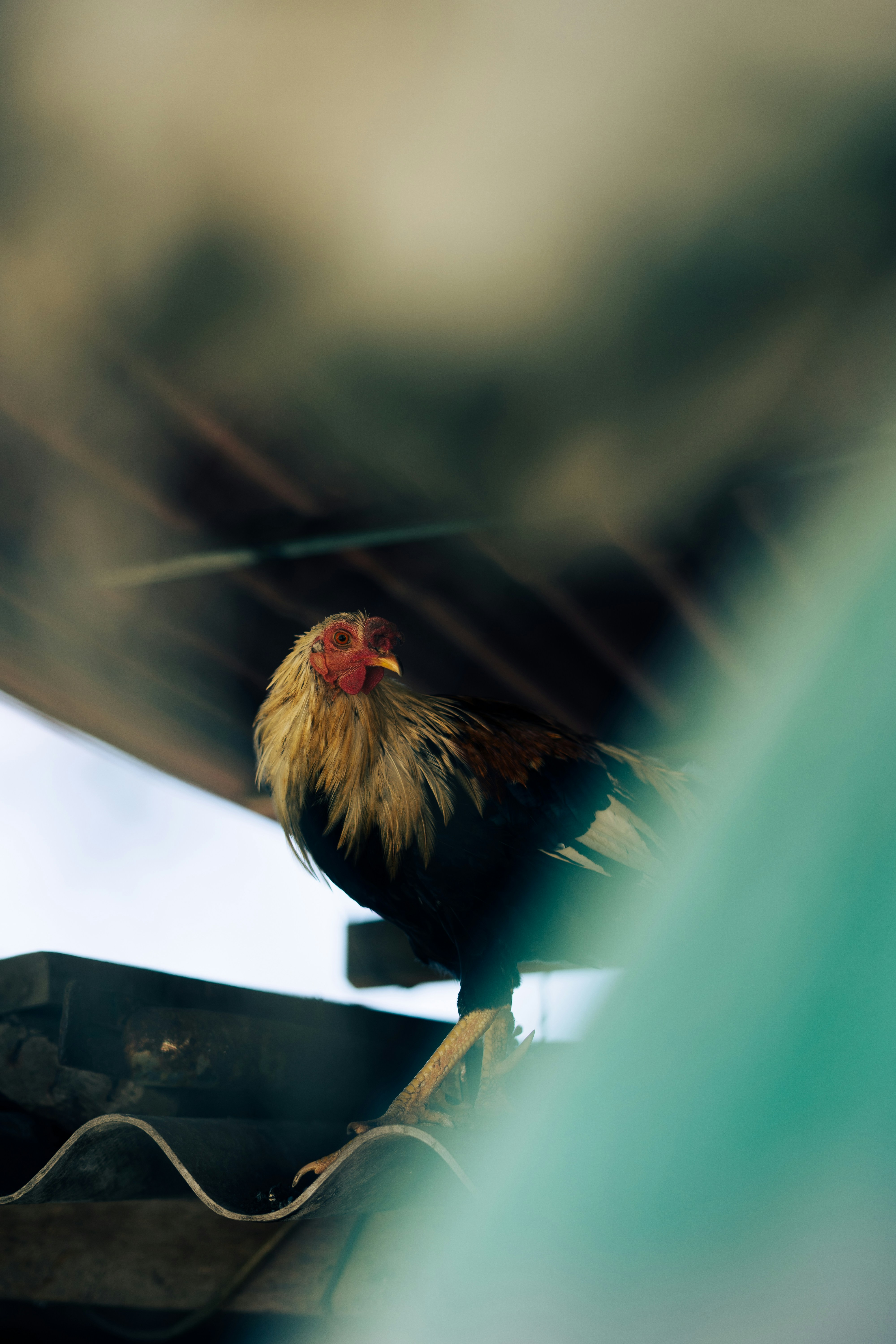 Roosting Vigil: A Hen Peering from the Shaded Roof