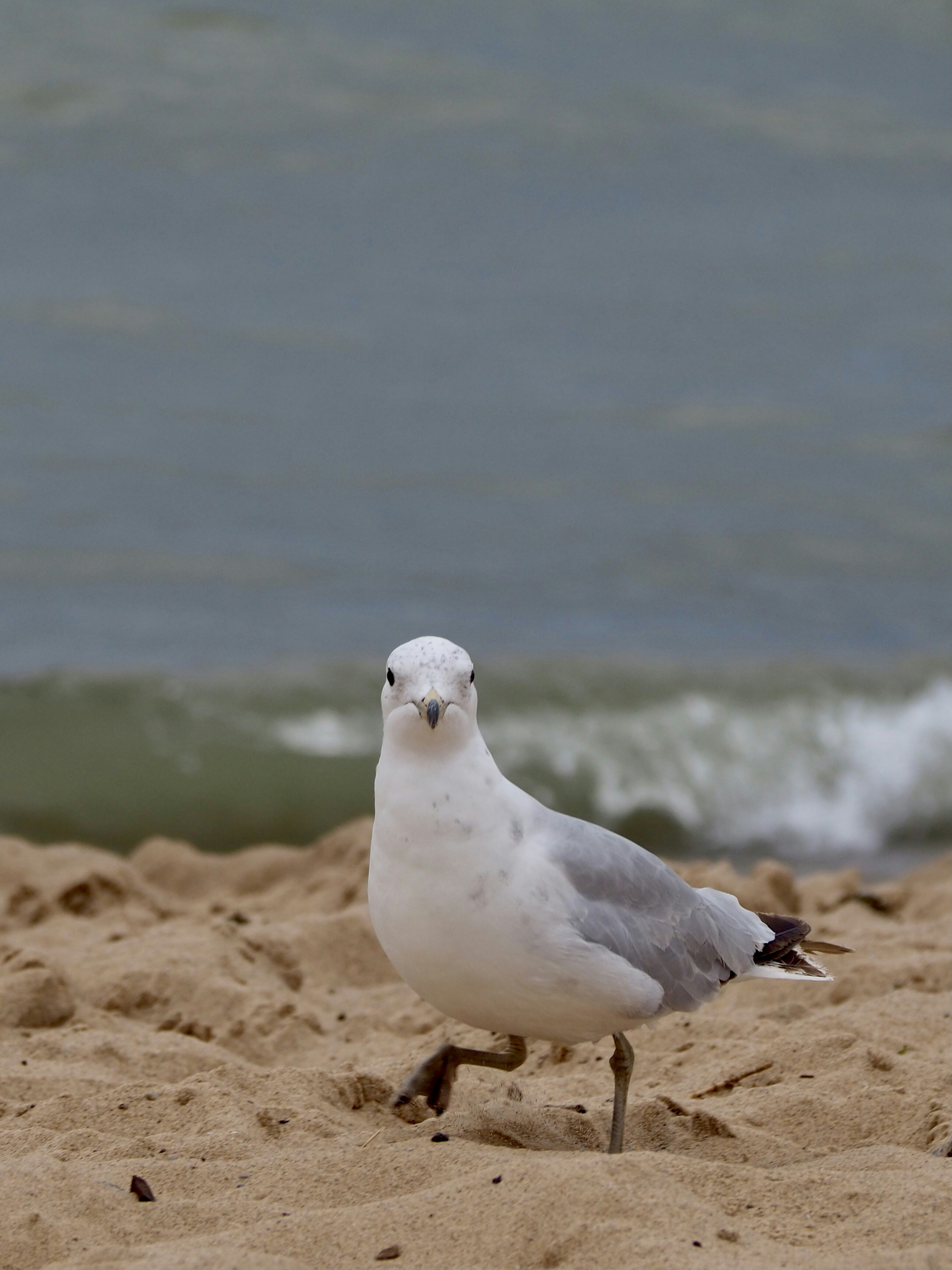 A curious seagull walking on sandy beach with gentle waves in the background.