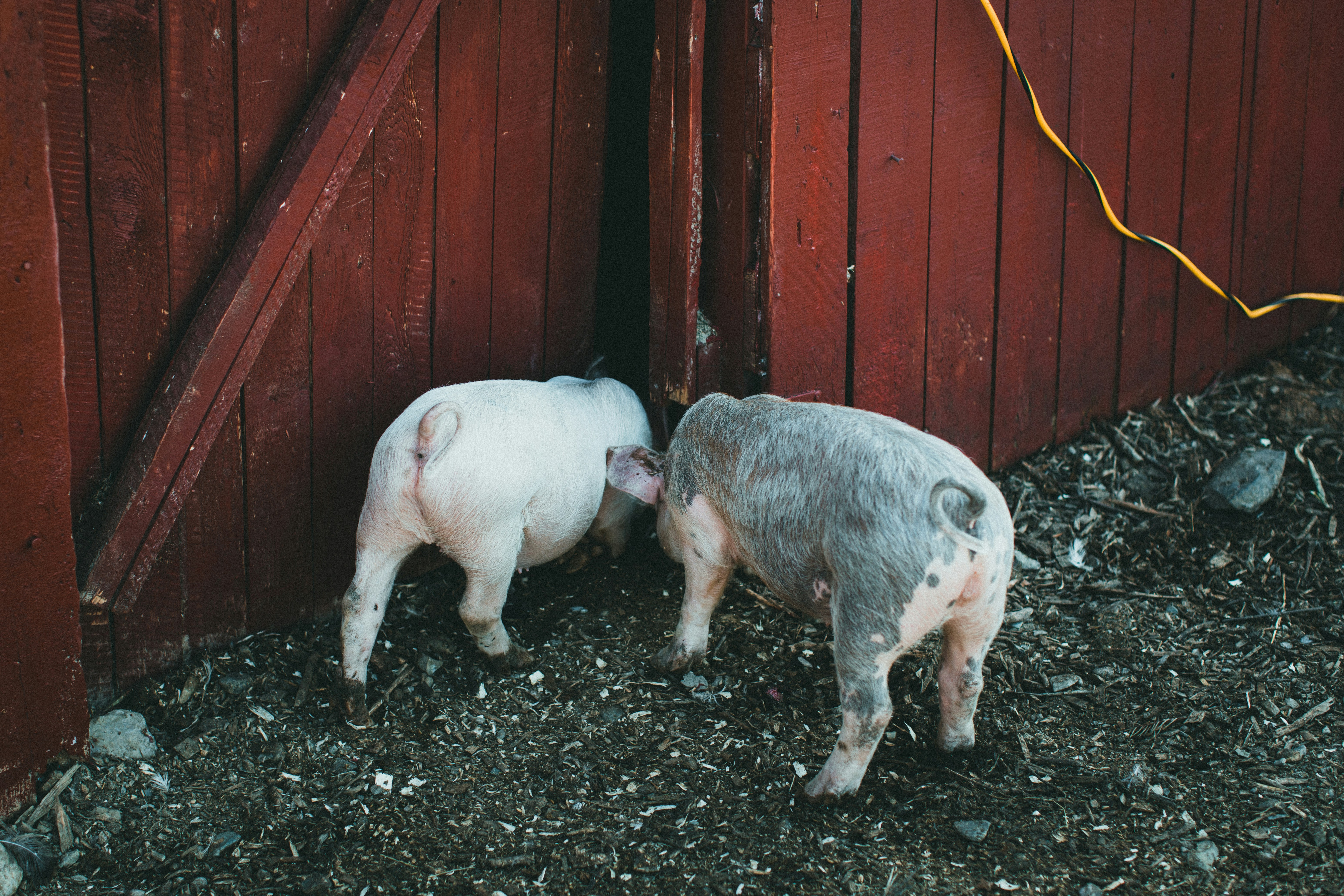 Two piglets exploring a gap in a rustic red barn door, showcasing their playful nature and curiosity.