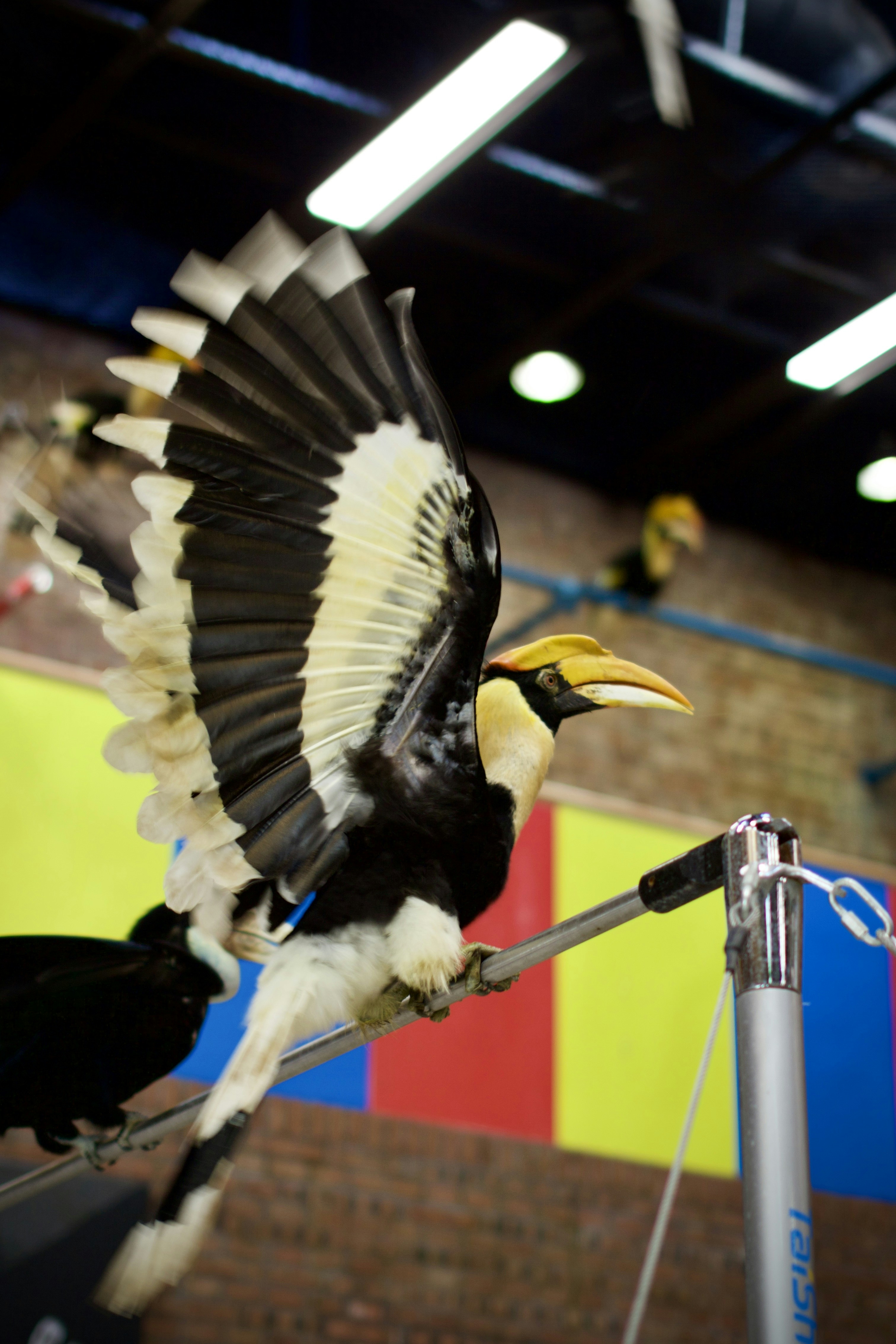 a large bird with a long beak on a pole