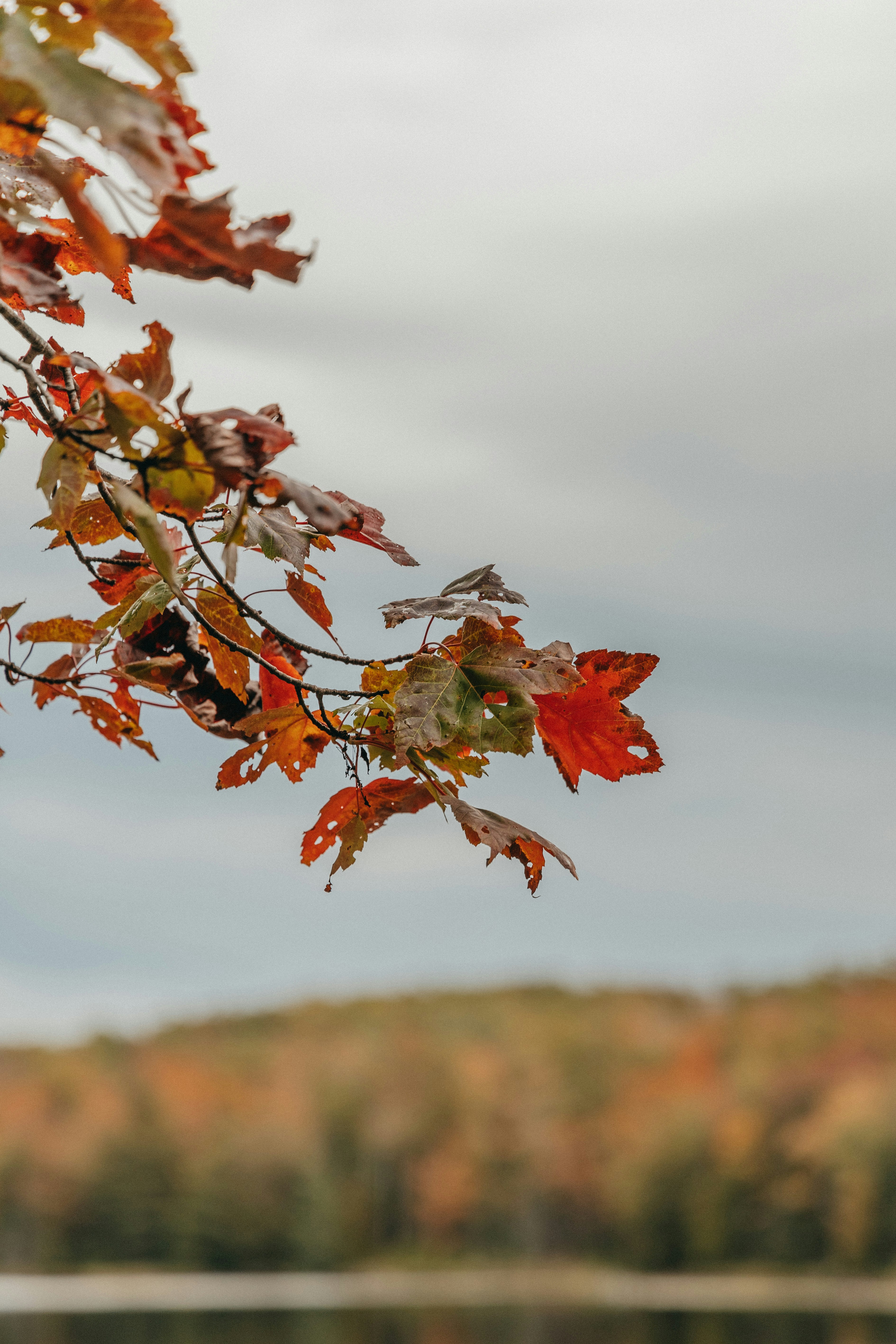 Autumn Branches Against a Distant Lake and Hills