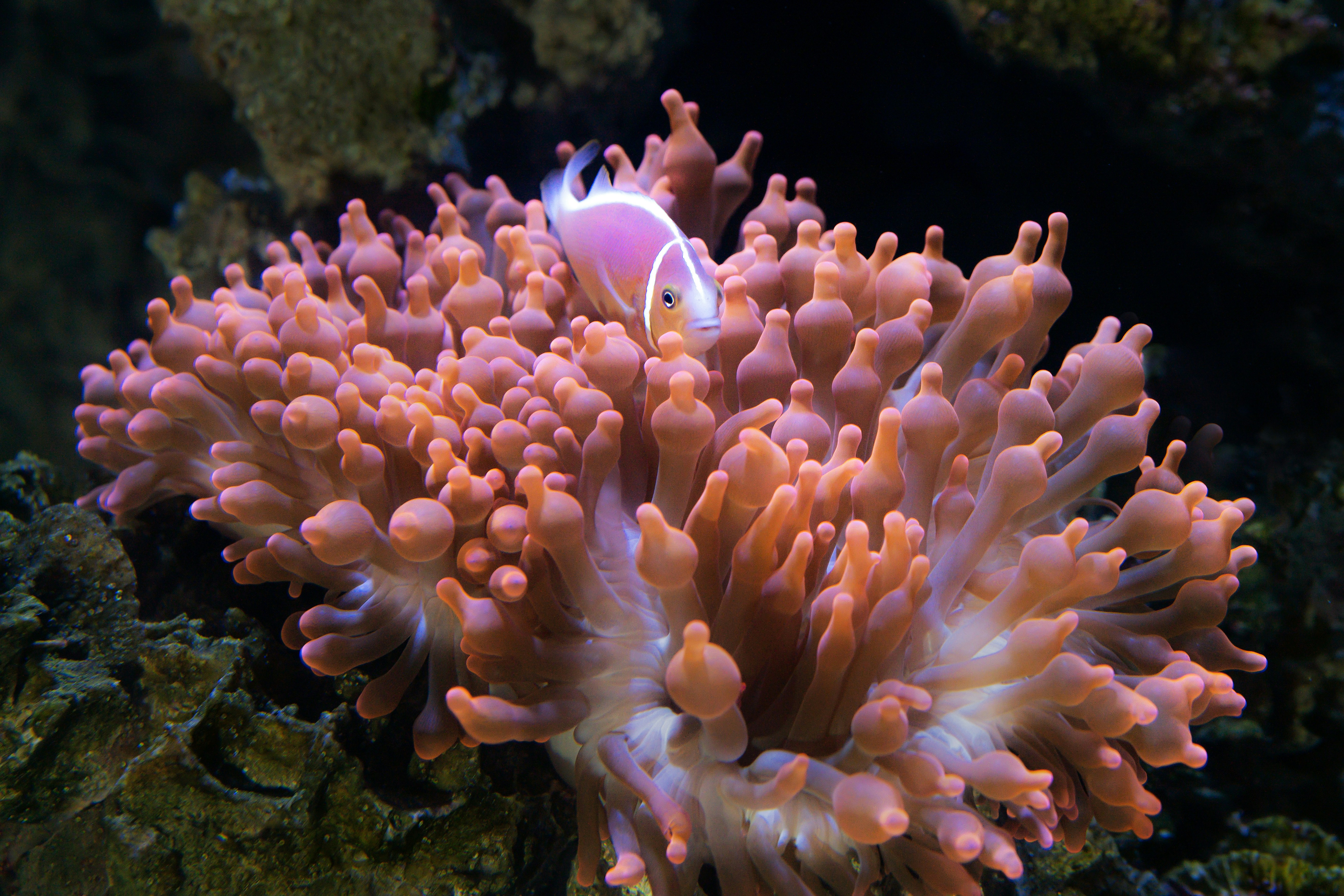 Clownfish nestled among vibrant pink anemone tentacles, showcasing a symbiotic relationship in a coral reef ecosystem.
