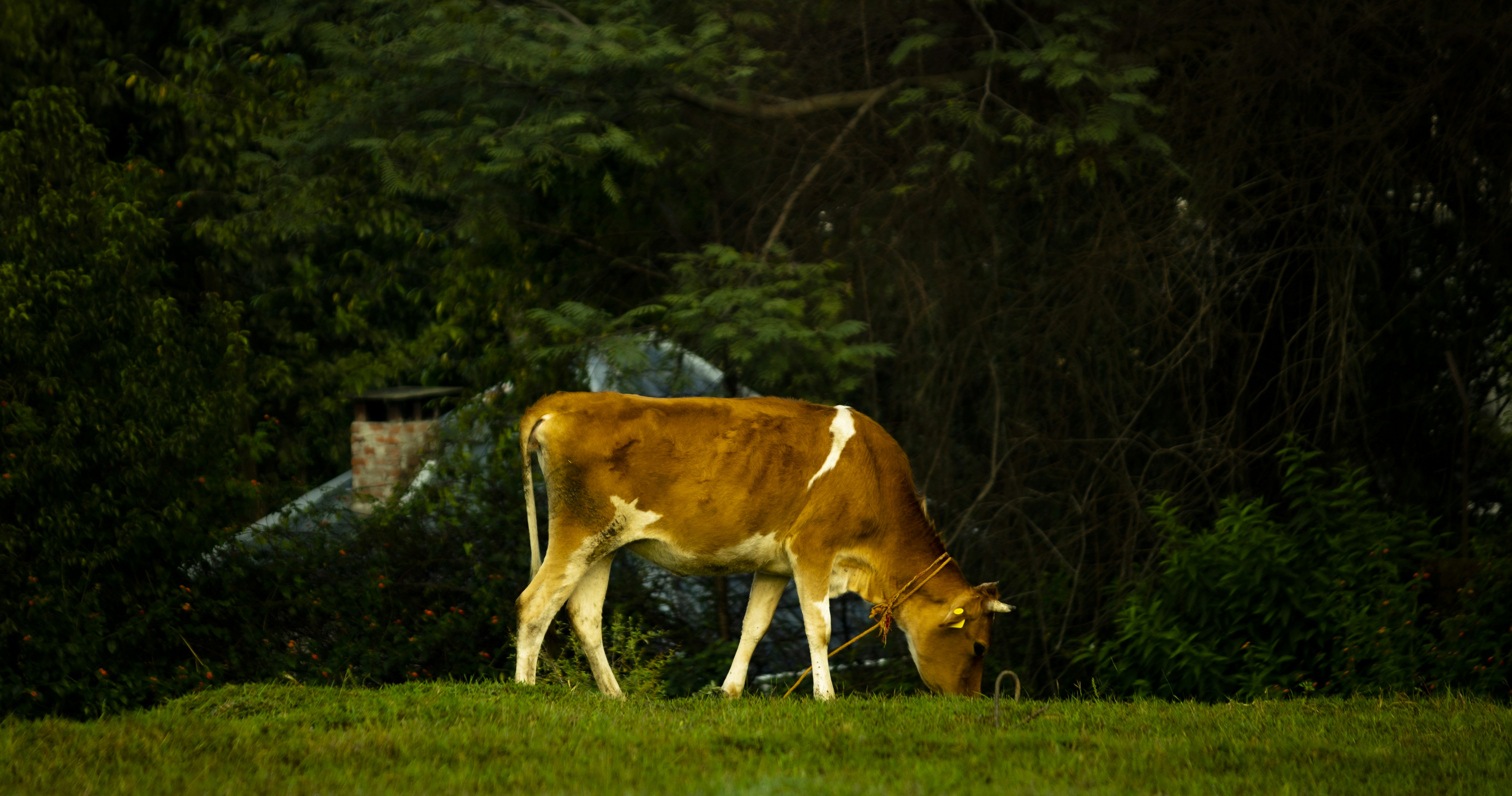 a brown and white cow grazing on a lush green field
