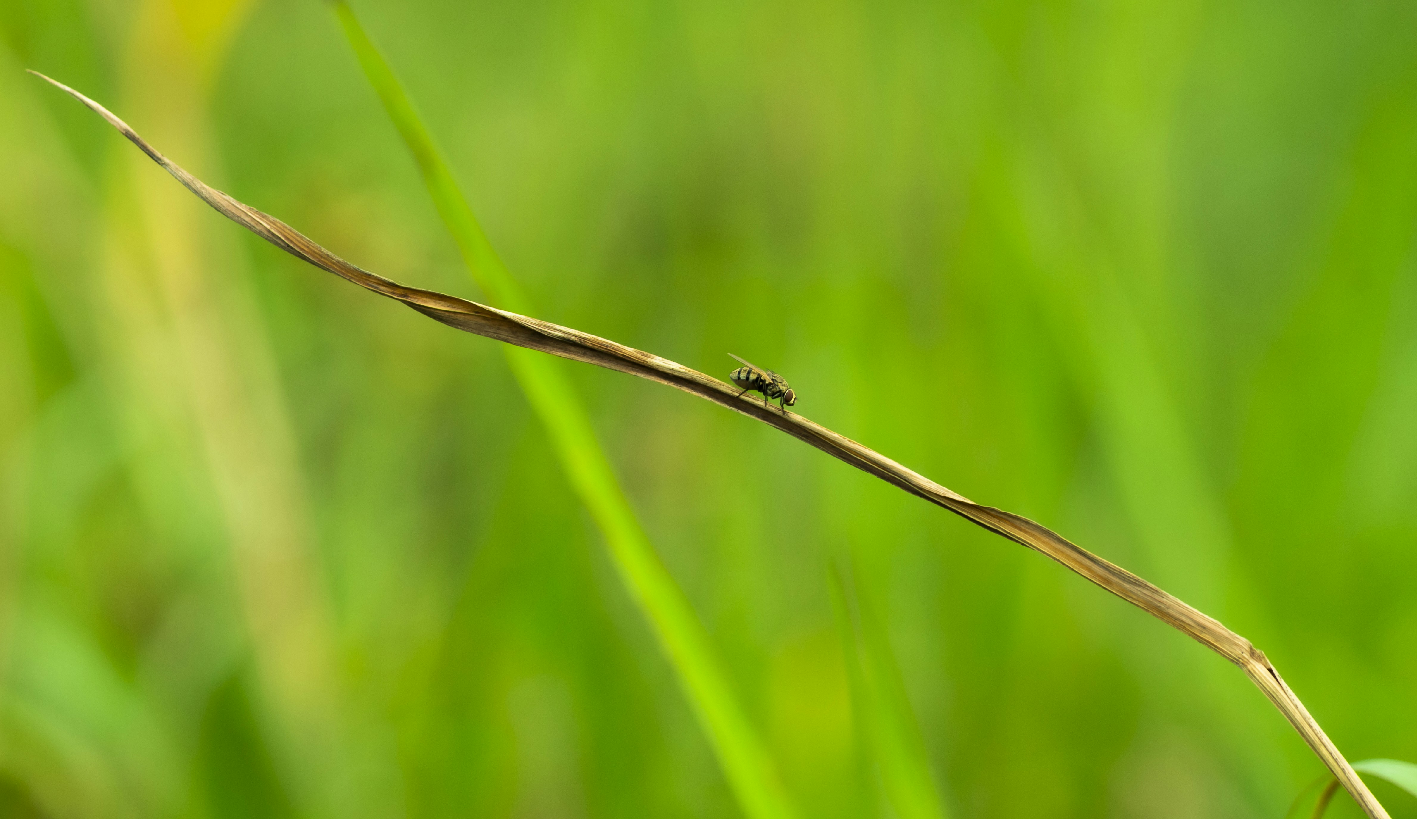 A small insect is sitting on a thin branch photo – Free Housefly Image ...