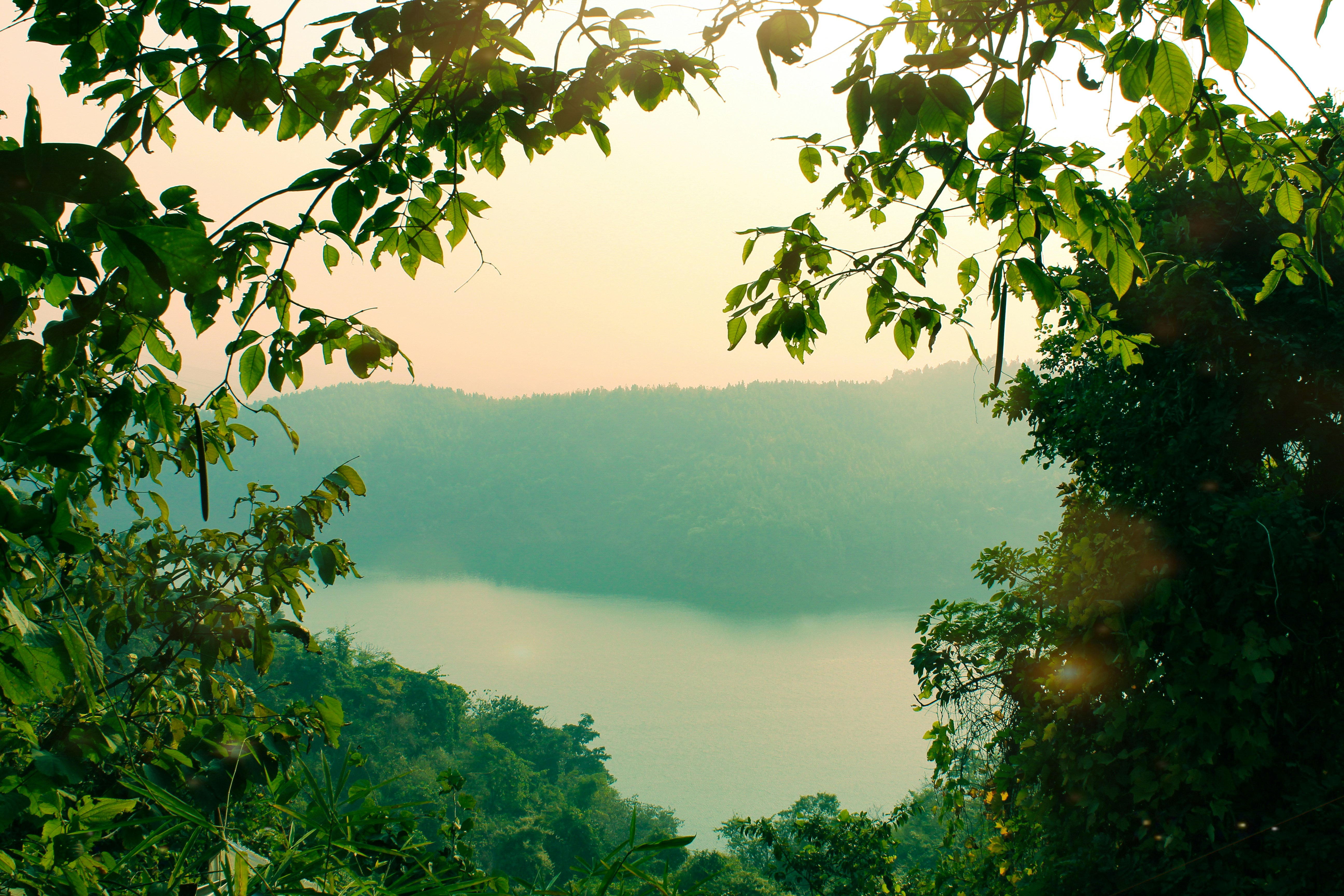 Lush green foliage framing a serene lake with distant misty hills under a soft sky.