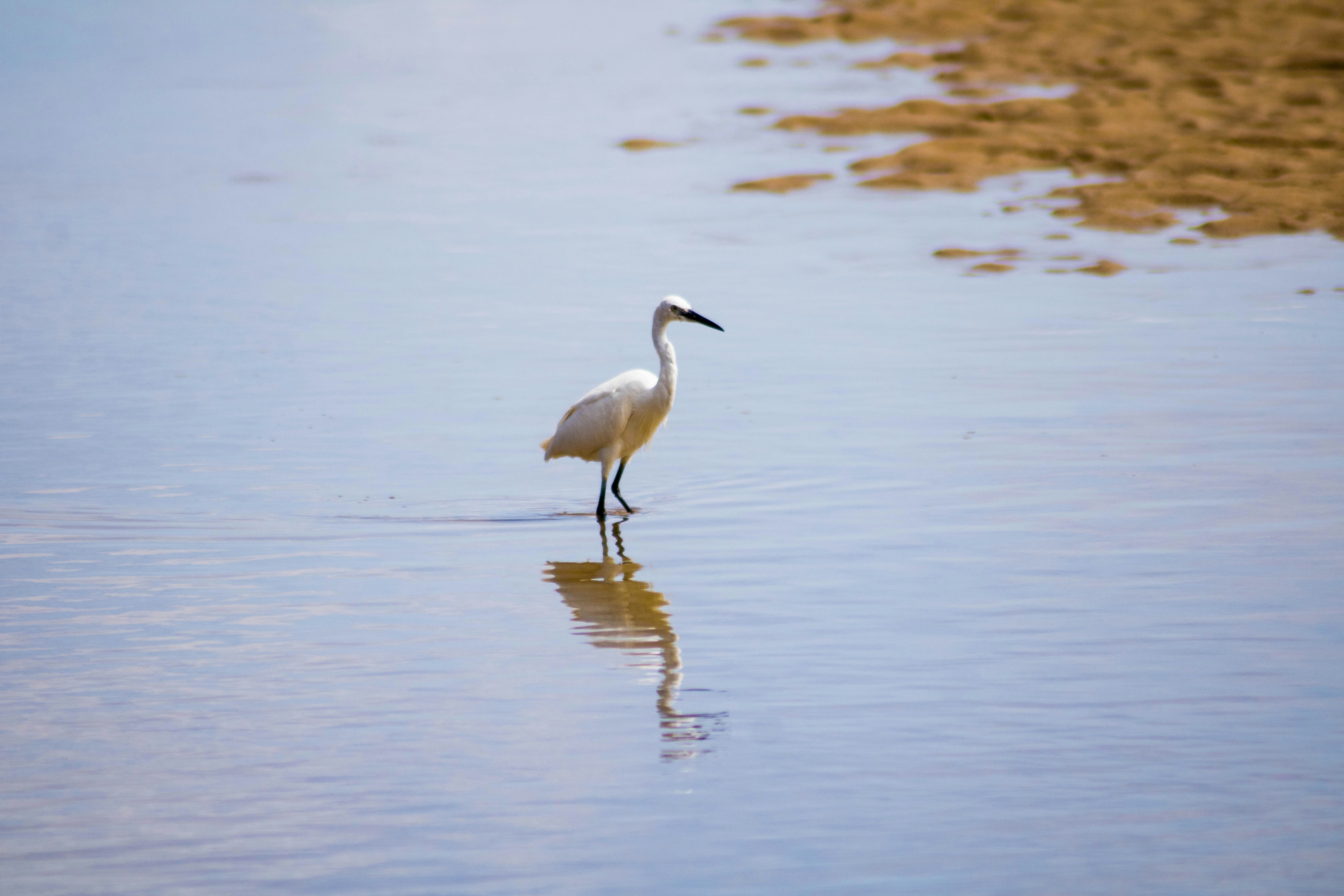 A solitary heron wades through shallow water, its reflection shimmering in the sunlight. The tranquil scene captures the essence of nature's beauty.