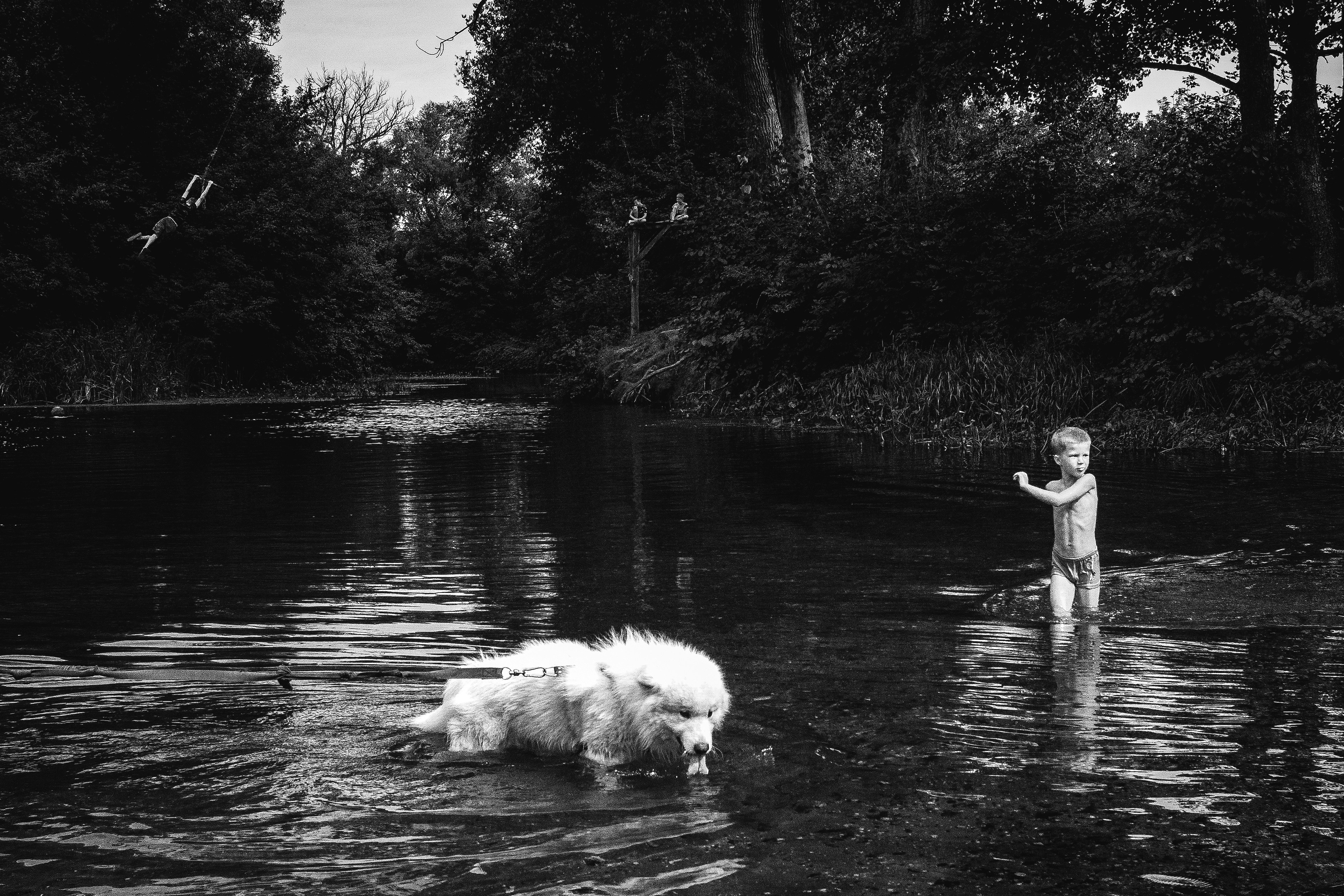 Child and dog wading in a serene forest stream under a canopy of trees.