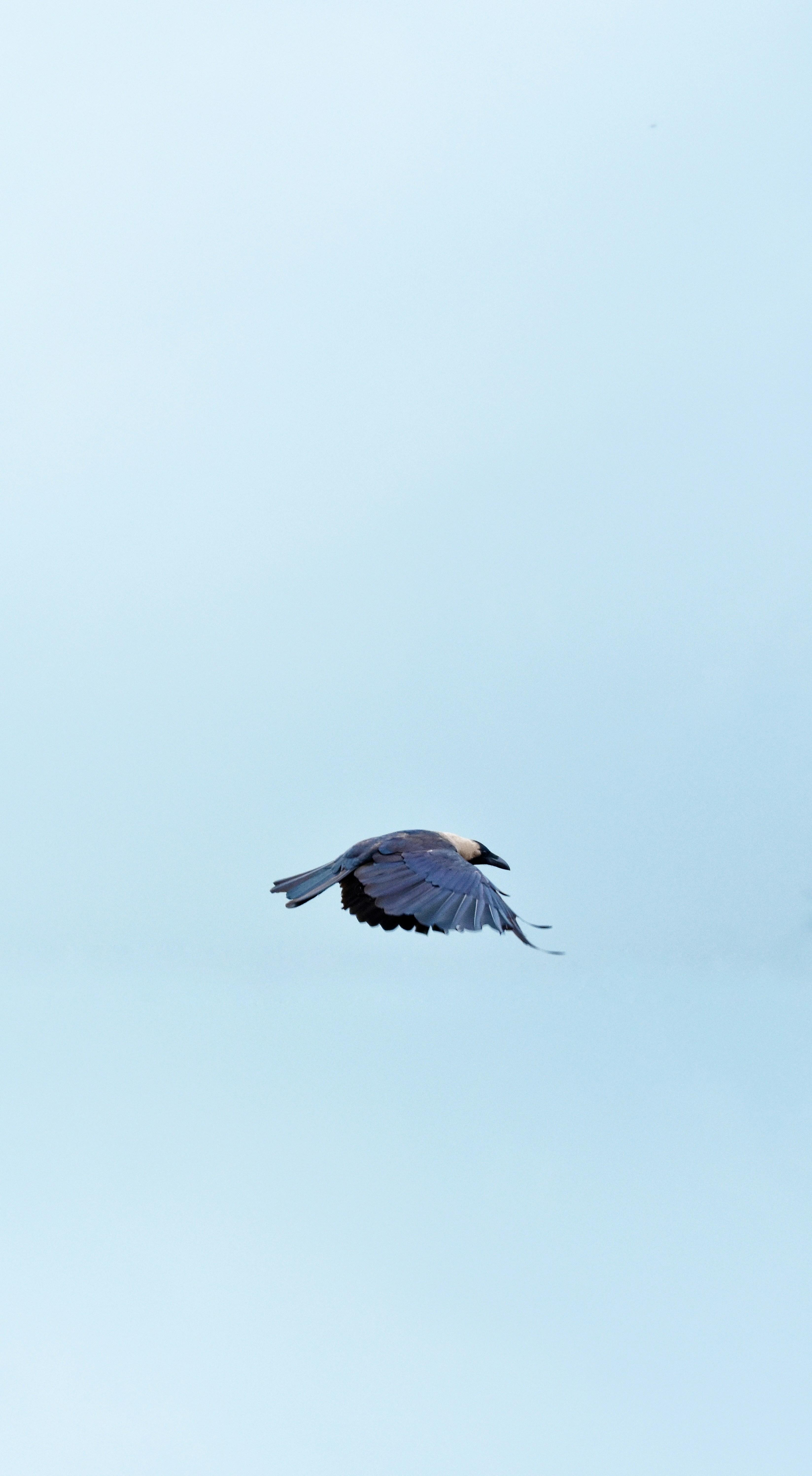 50,000+ Flying Crow Pictures | Download Free Images on Unsplash