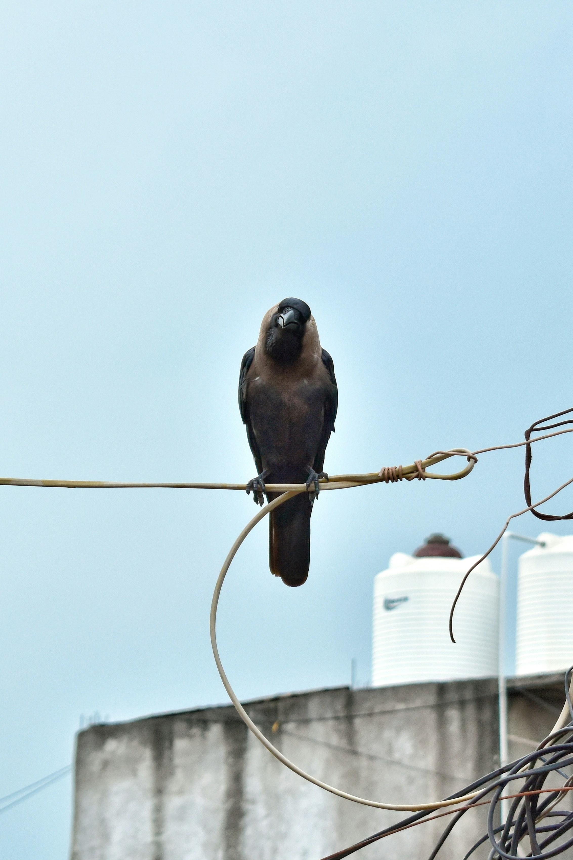 Perched on a Wire: A Crowish Watcher Above the Rooftops