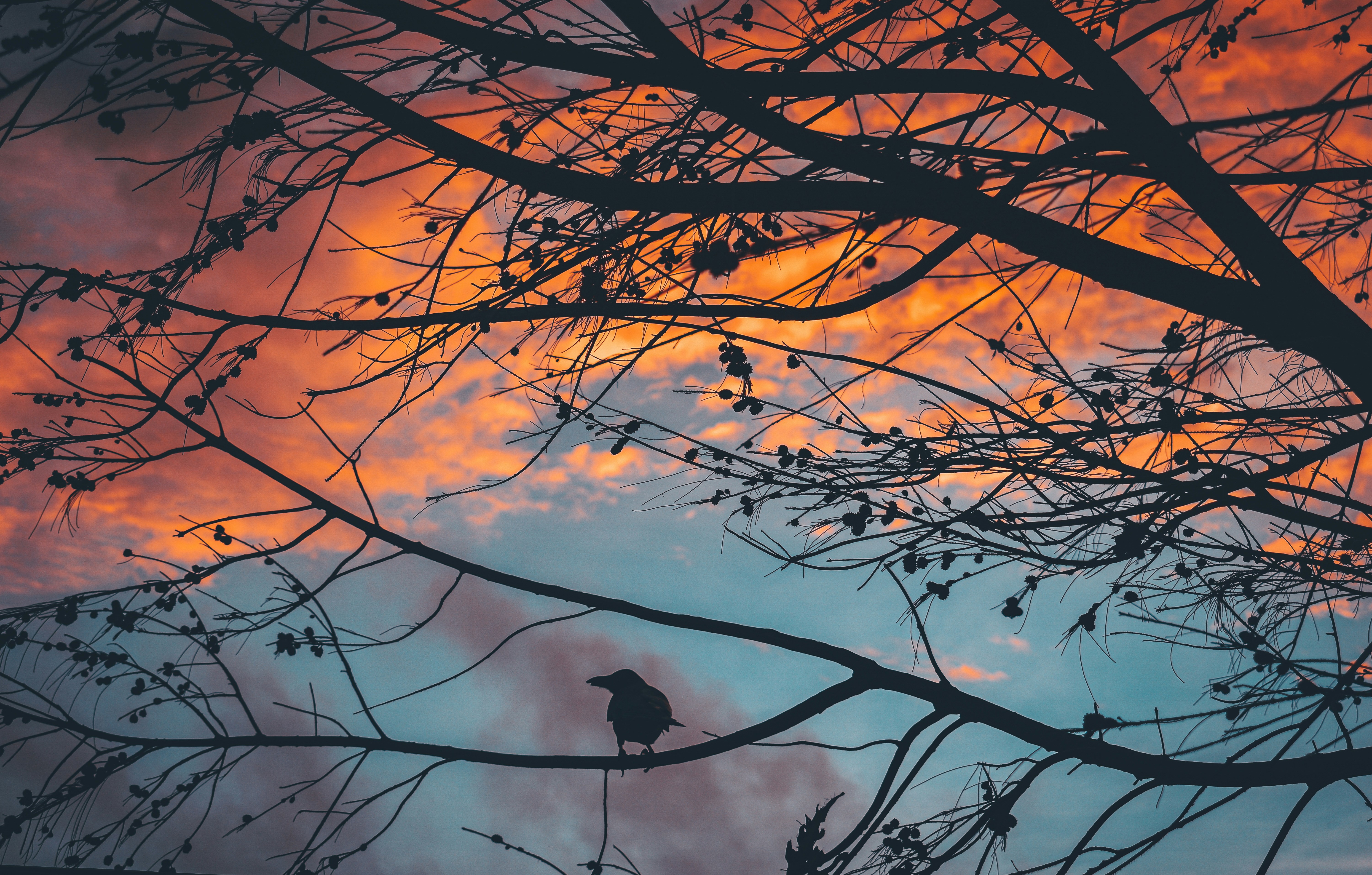 Twilight Sentinel: A lone bird perched beneath ember-blue dusk