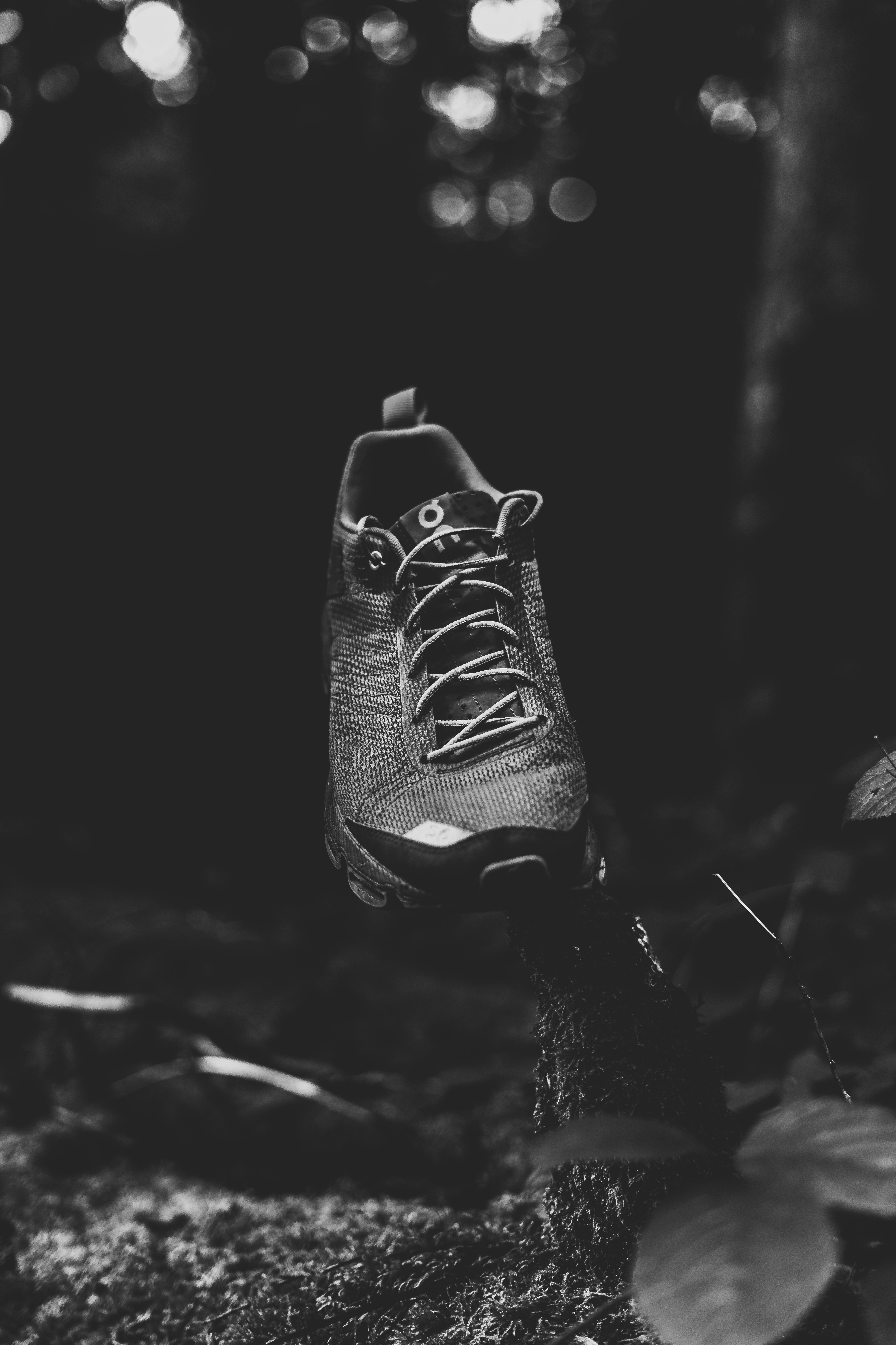a black and white photo of a shoe on a tree branch