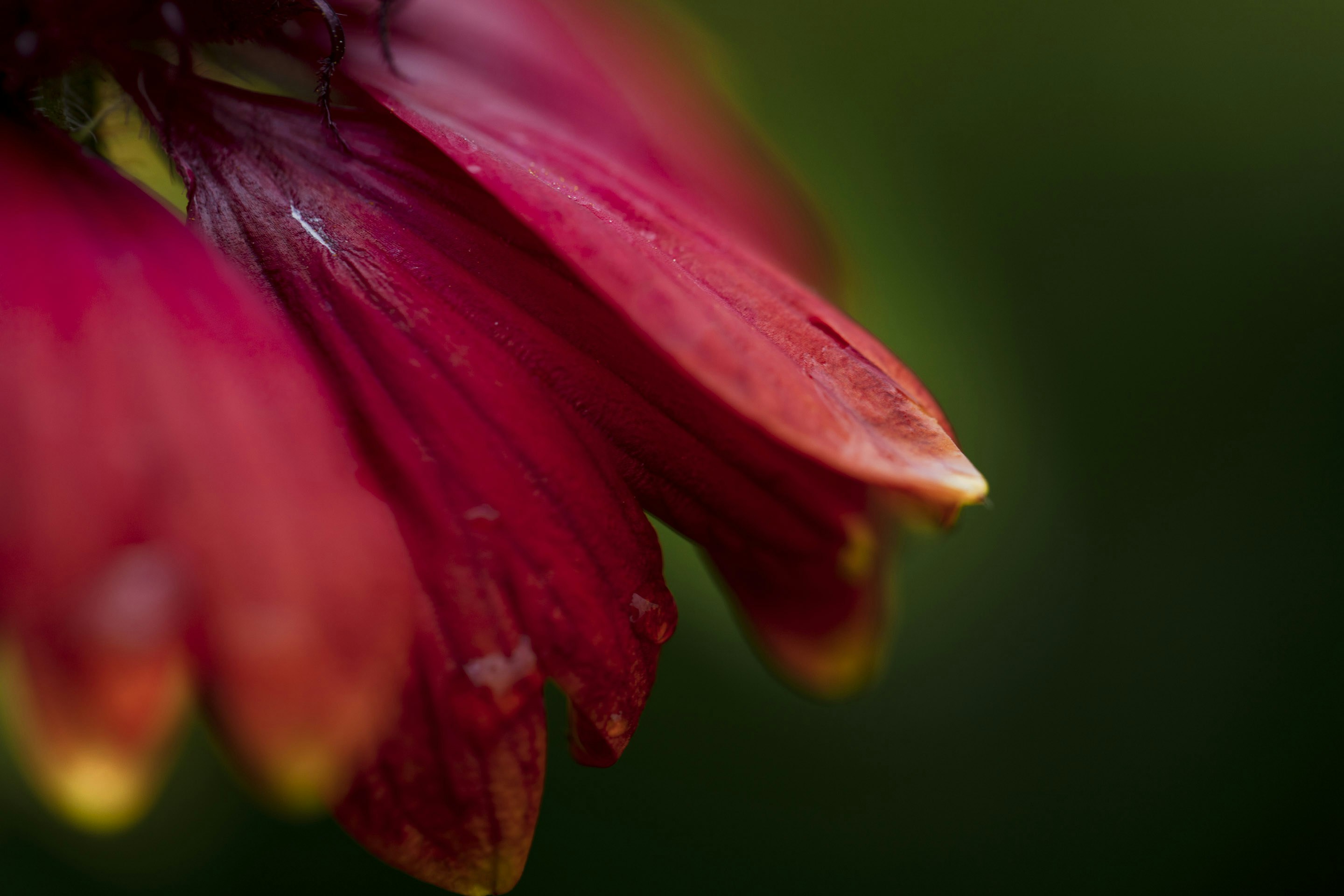 Crimson Velvet: A Macro Study of a Red Petal's Edge