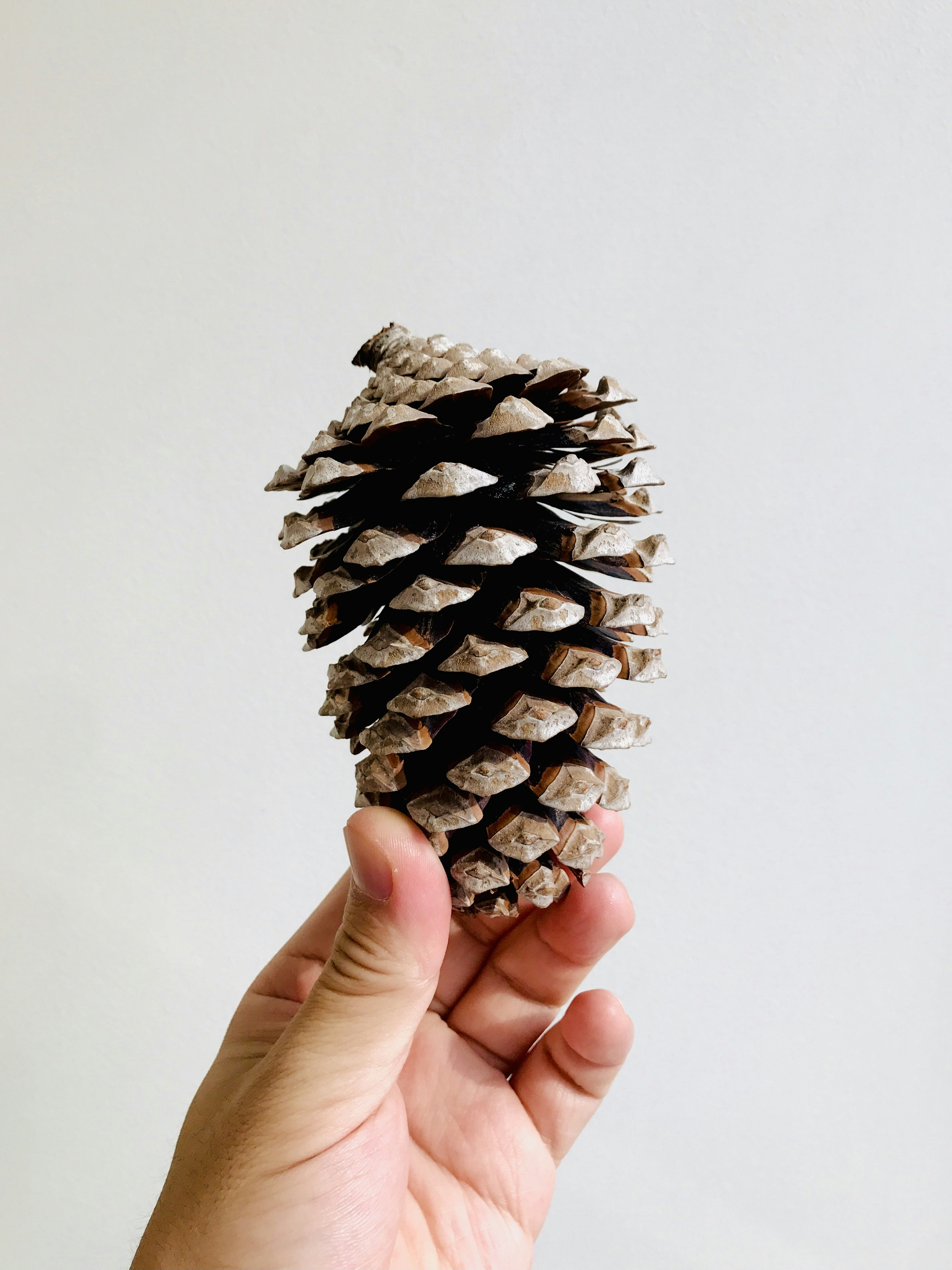 Hand holding a detailed pinecone against a plain background, showcasing its intricate scales and natural textures.