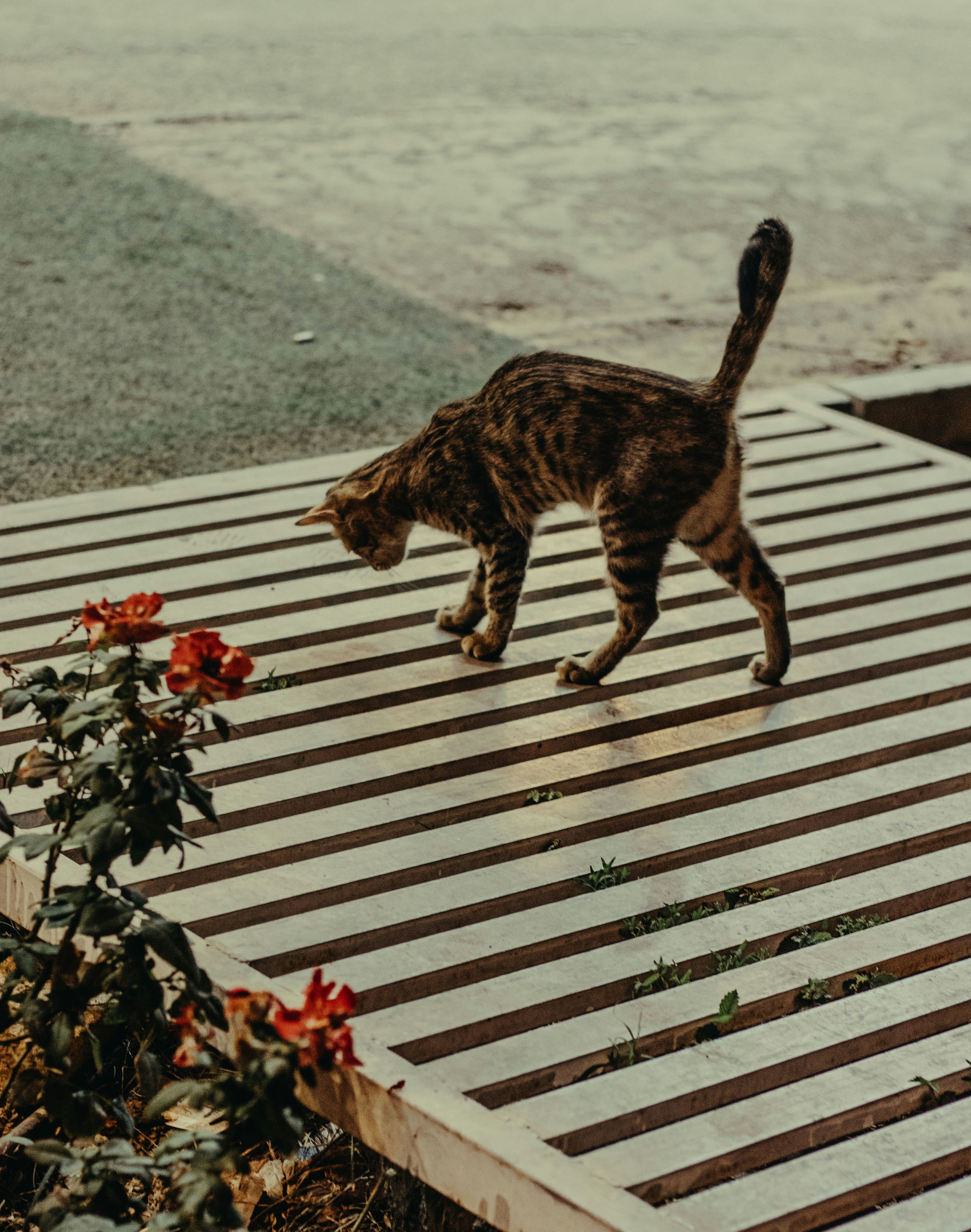 Curious Tabby on a Striped Deck by Red Roses